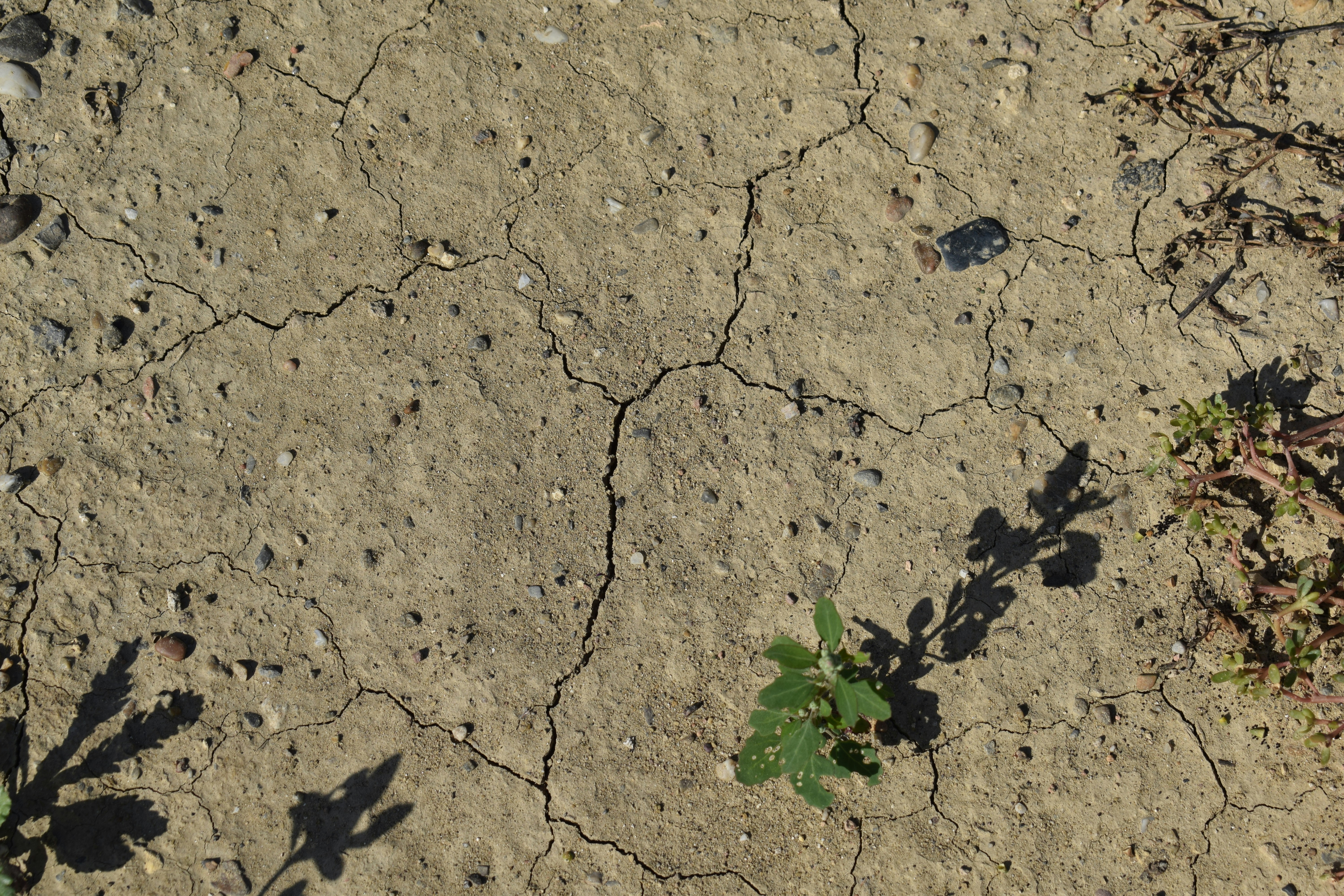 Une plante poussant à partir d’une fissure dans le sol photo – Image ...