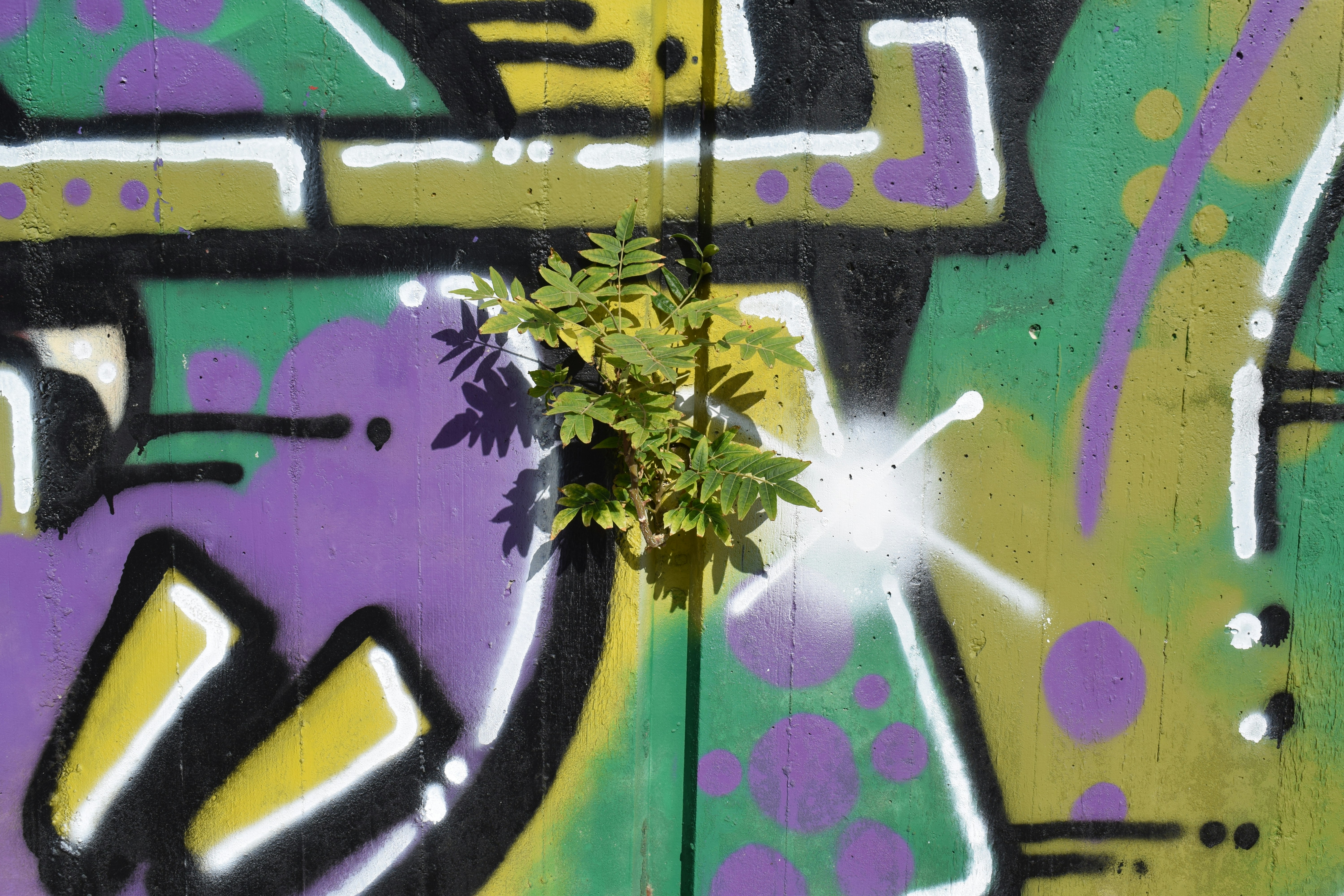  graffiti sprout: a lone plant pushing through a colorful wall