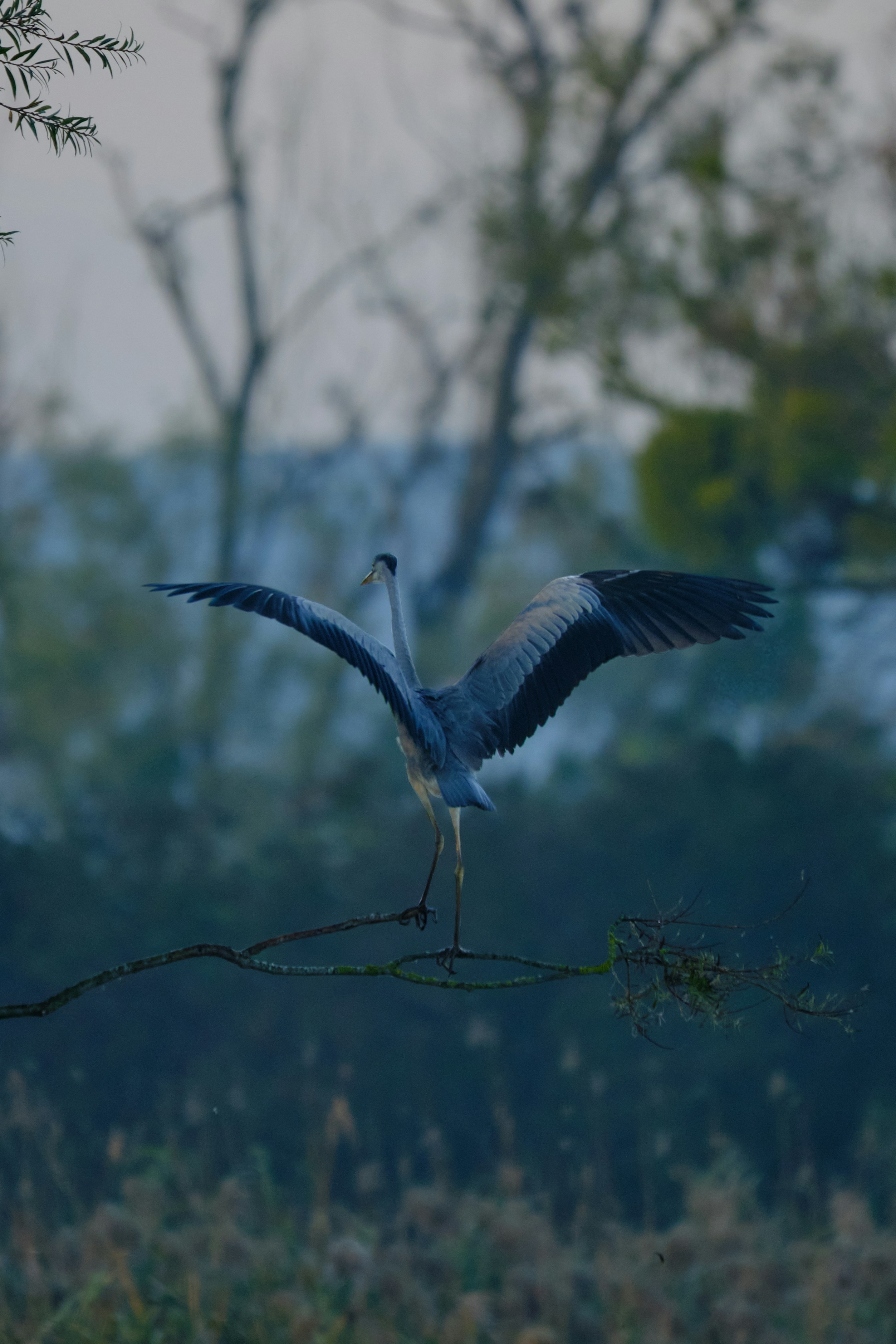 Winged Standstill on a Mossy Branch: Heron with Wings Spread