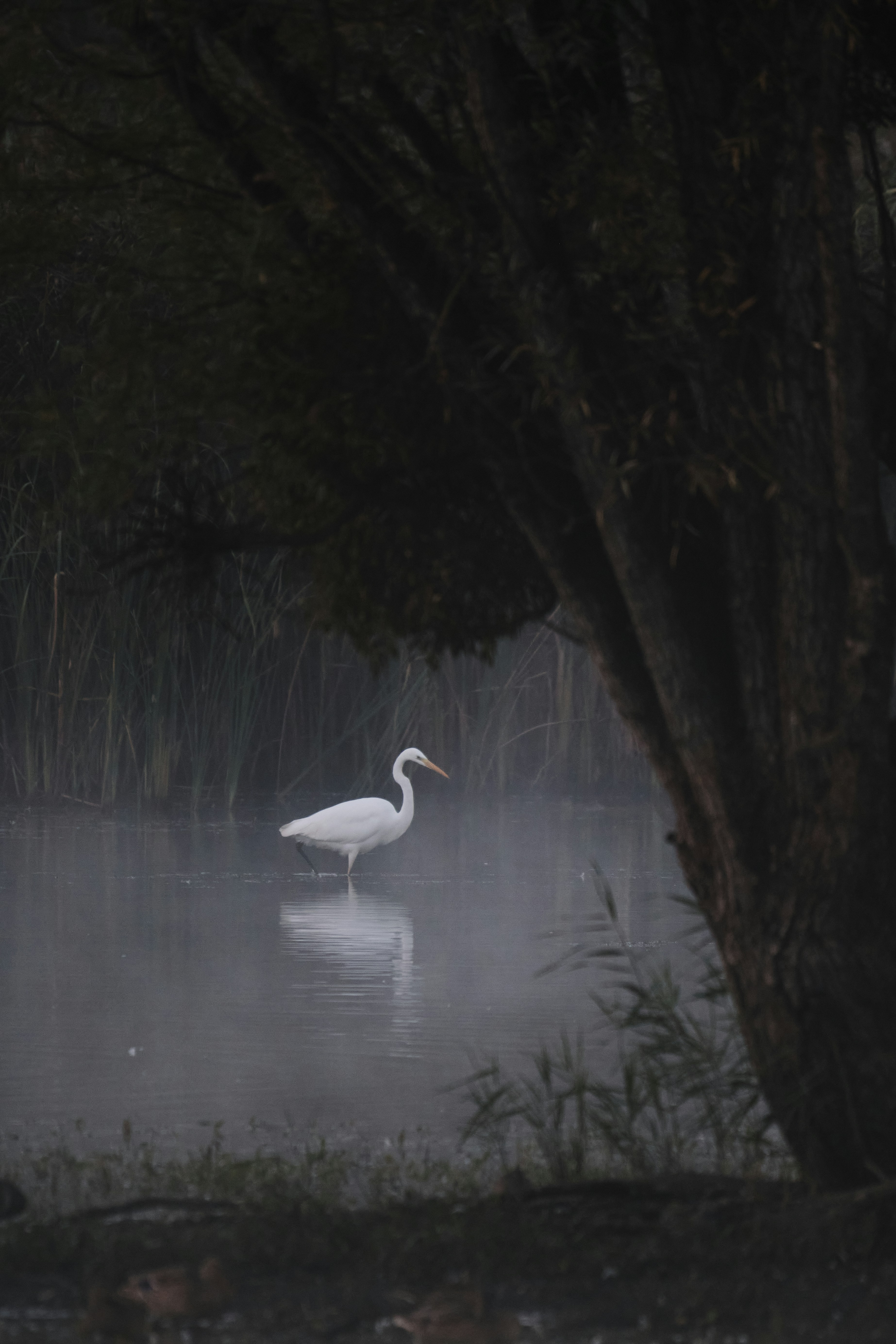 Mist-Washed Heron Amid Quiet Waterway