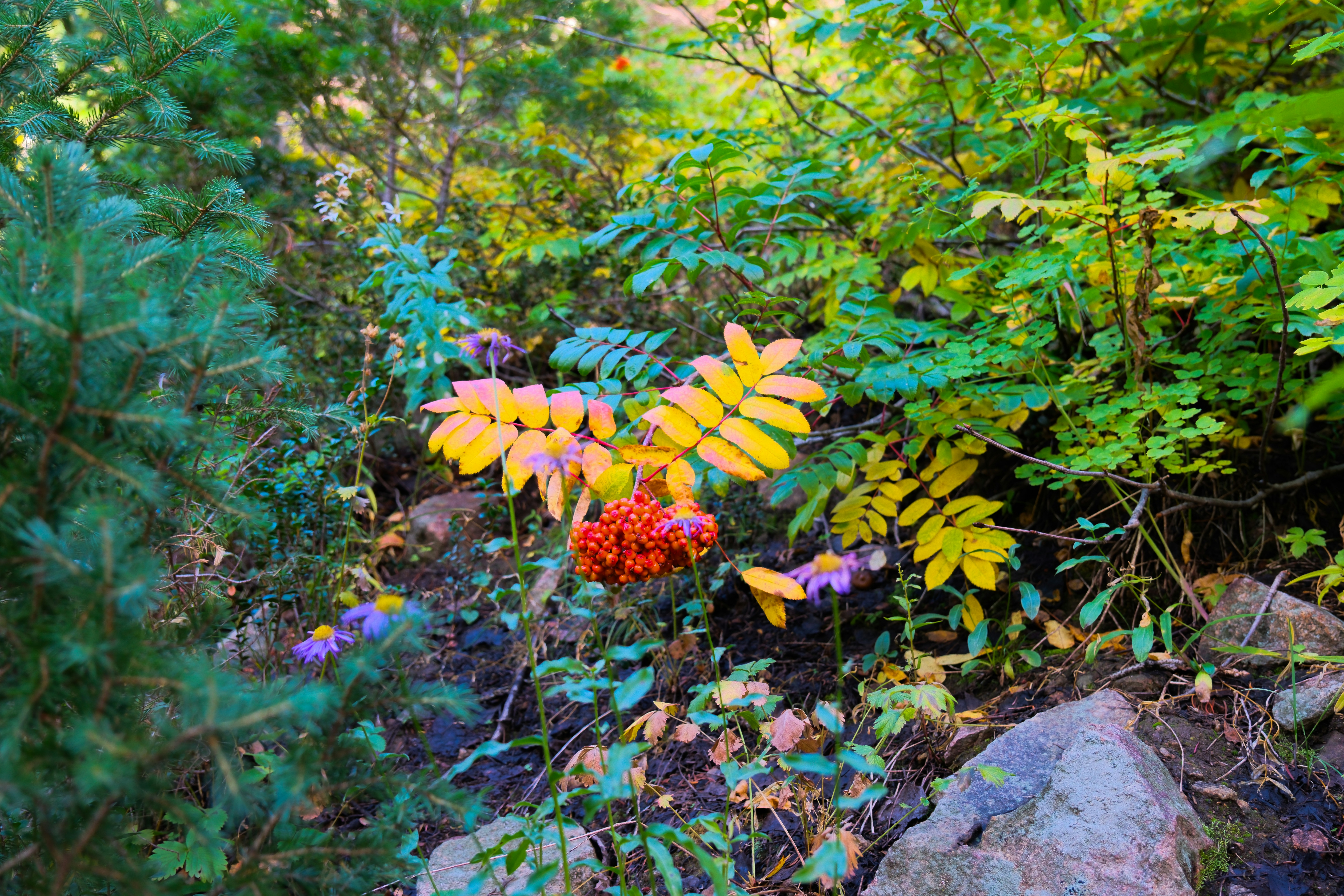Autumn Fireflower: Bright Orange Berry Anchors a Quiet Green Understory