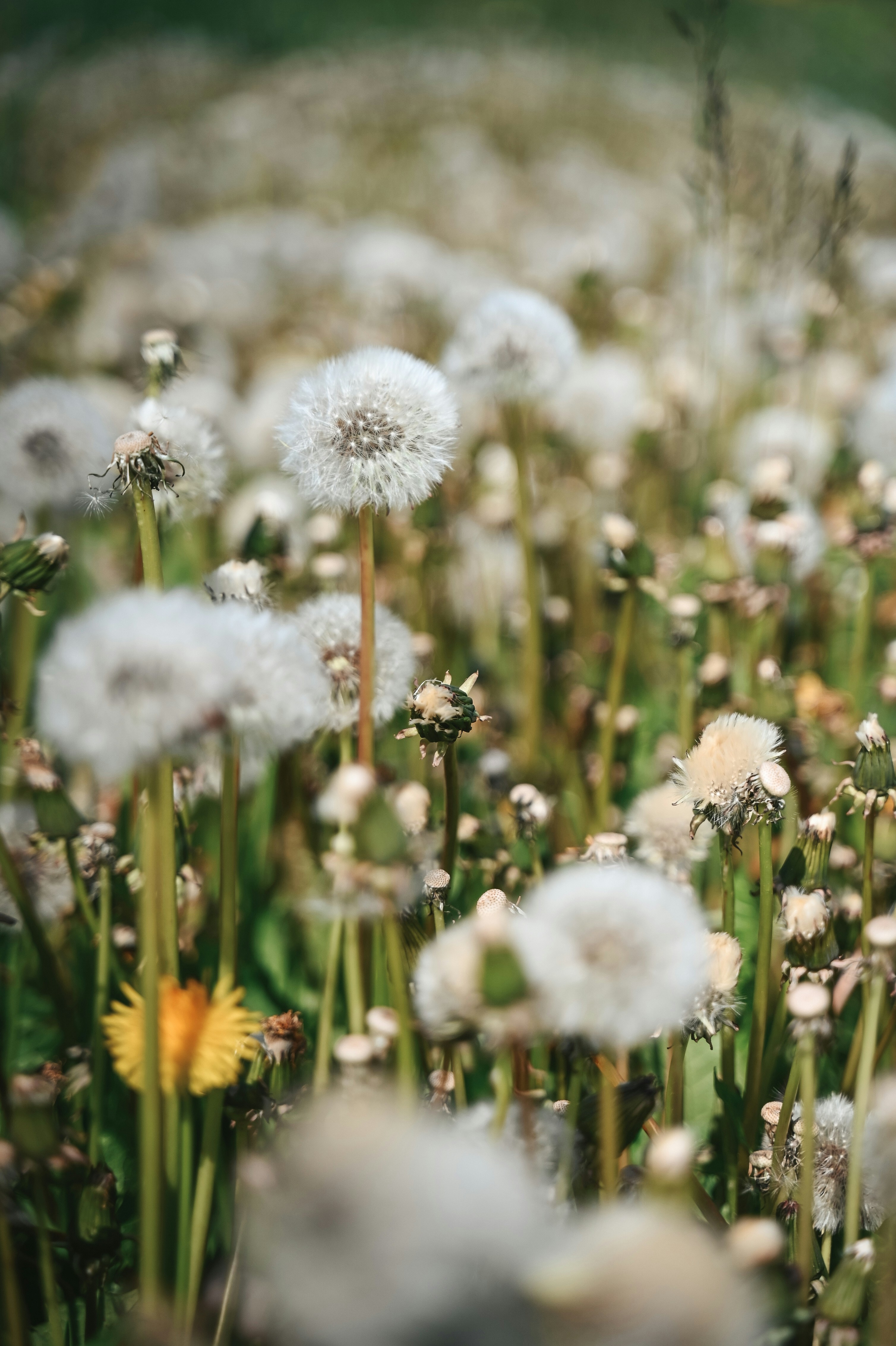 A field full of dandelions and other flowers photo – Free Nature ...