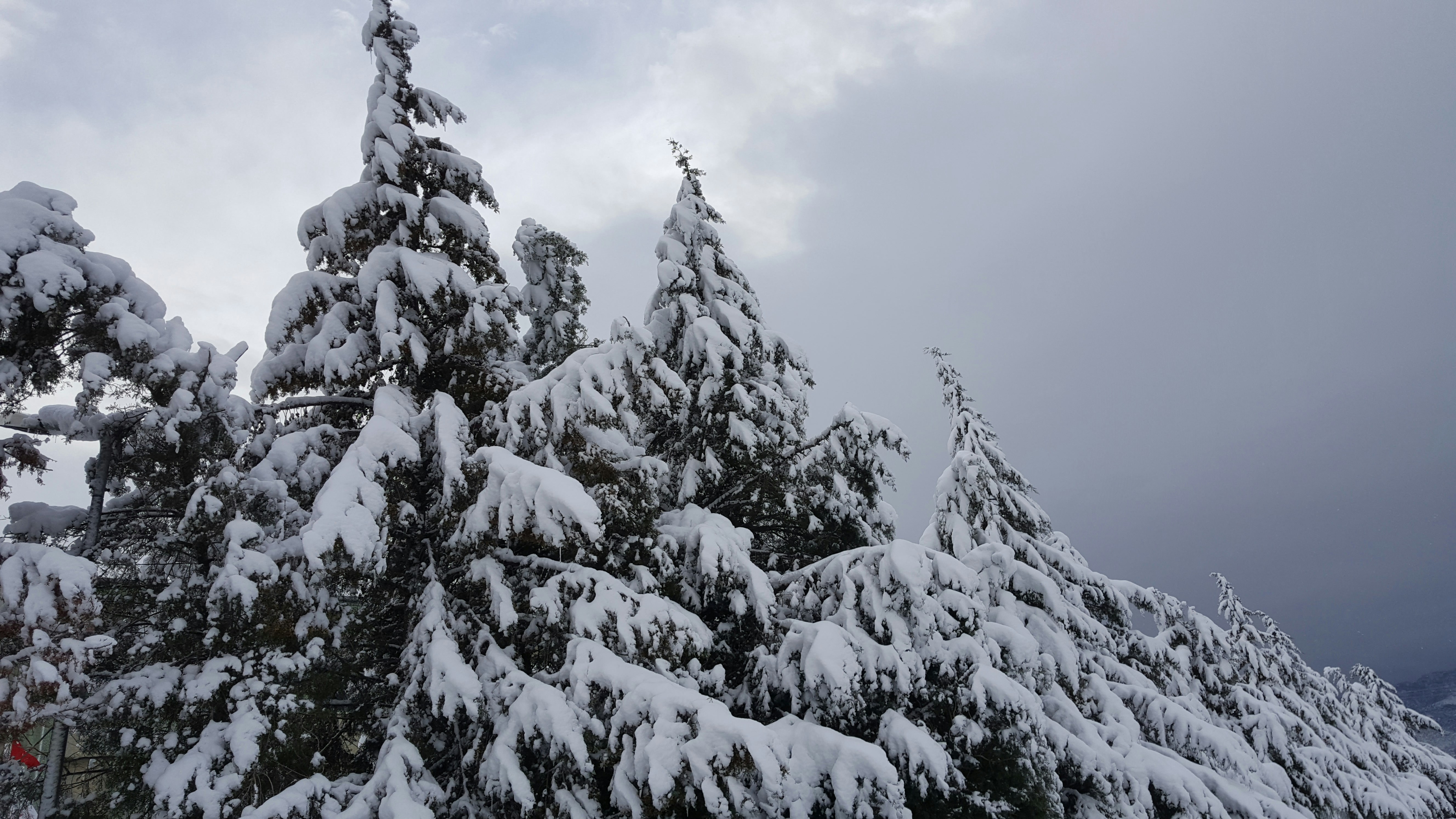 Snow-laden evergreen trees stand tall against a cloudy backdrop, embodying the serene beauty of winter. The scene captures the stillness and tranquility of a snowy landscape.