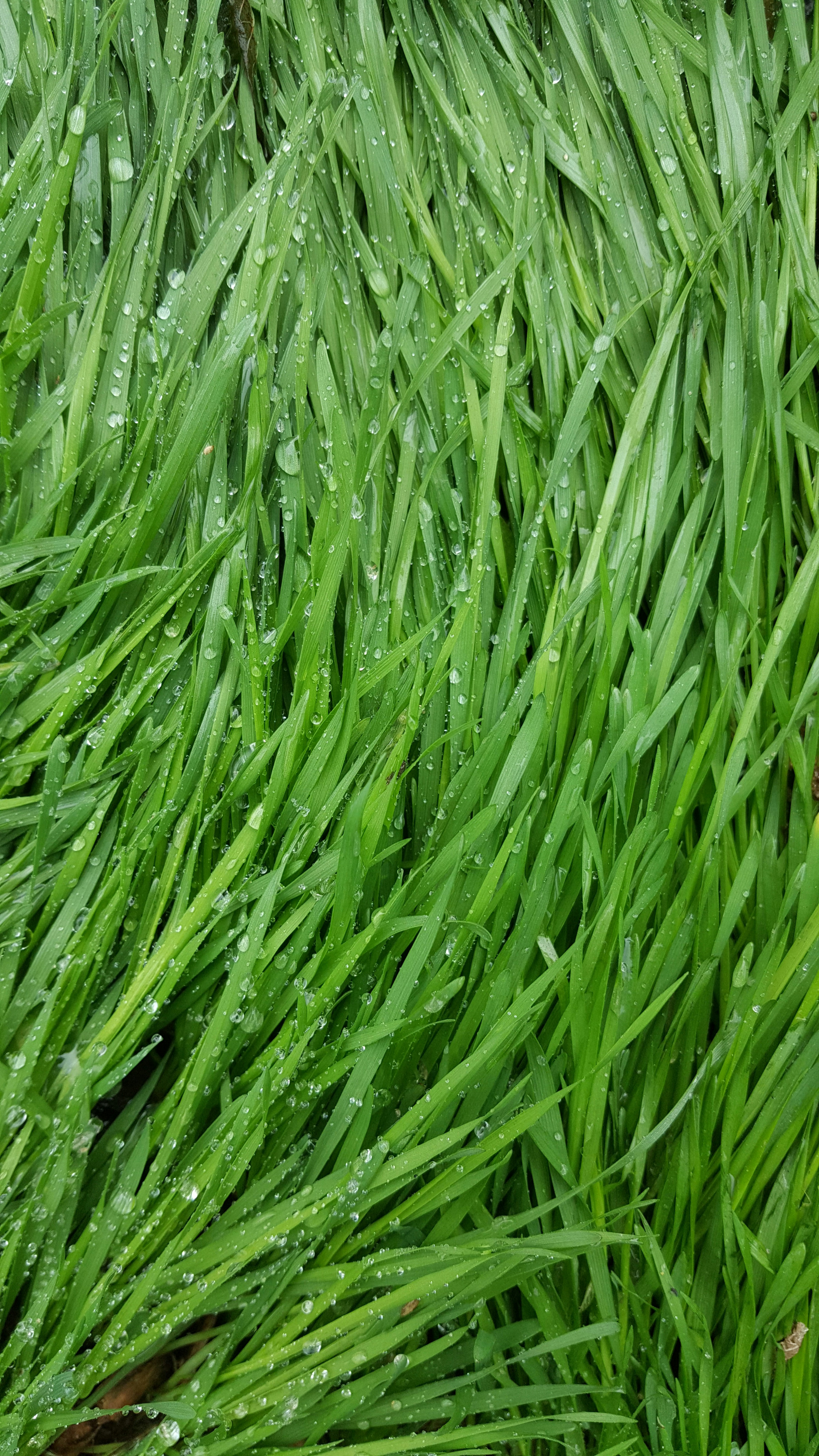 Emerald Dew: An Up-Close Portrait of Grass Blades