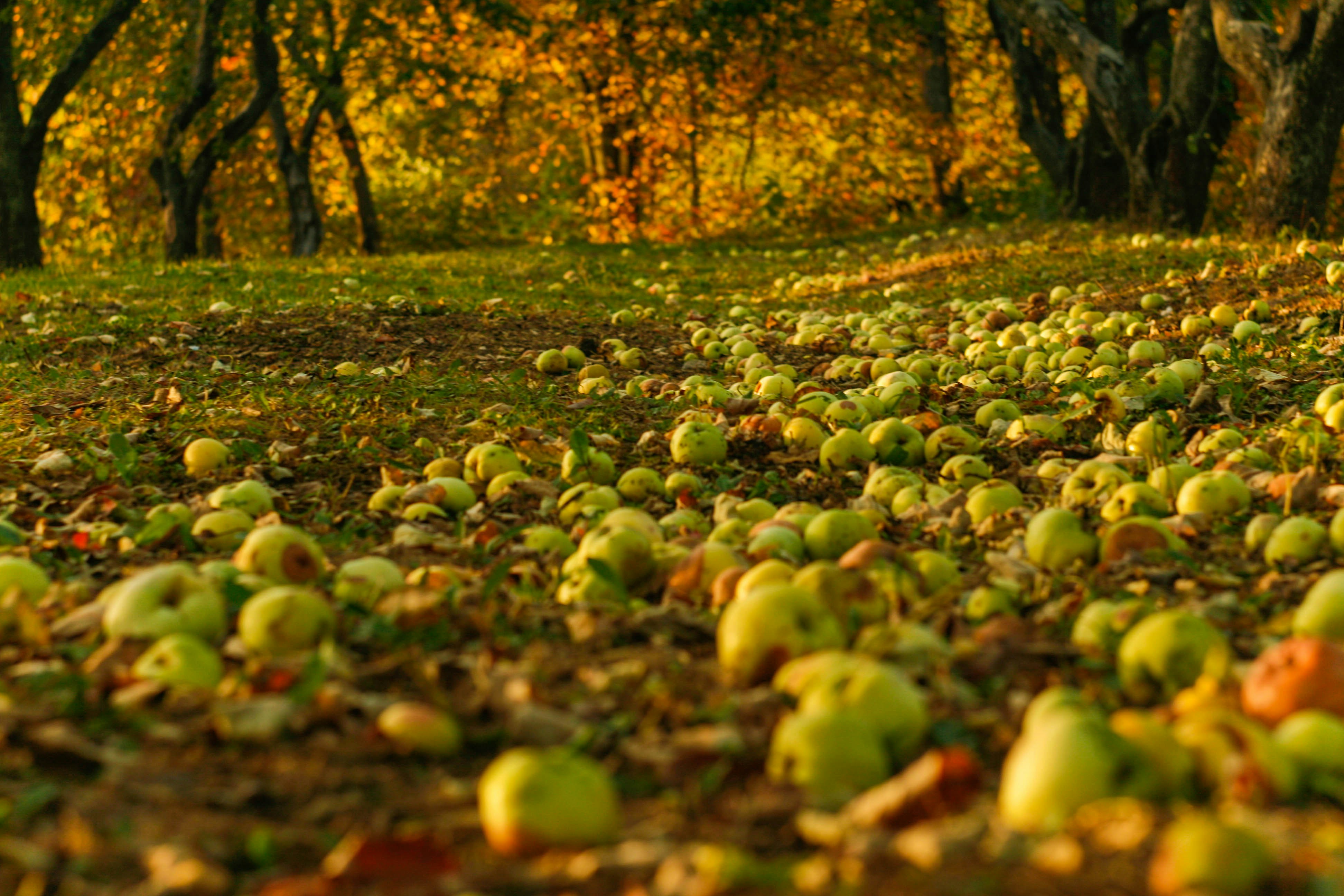 Autumn's Carpet: Strewn Apples Across a Sunlit Forest Floor