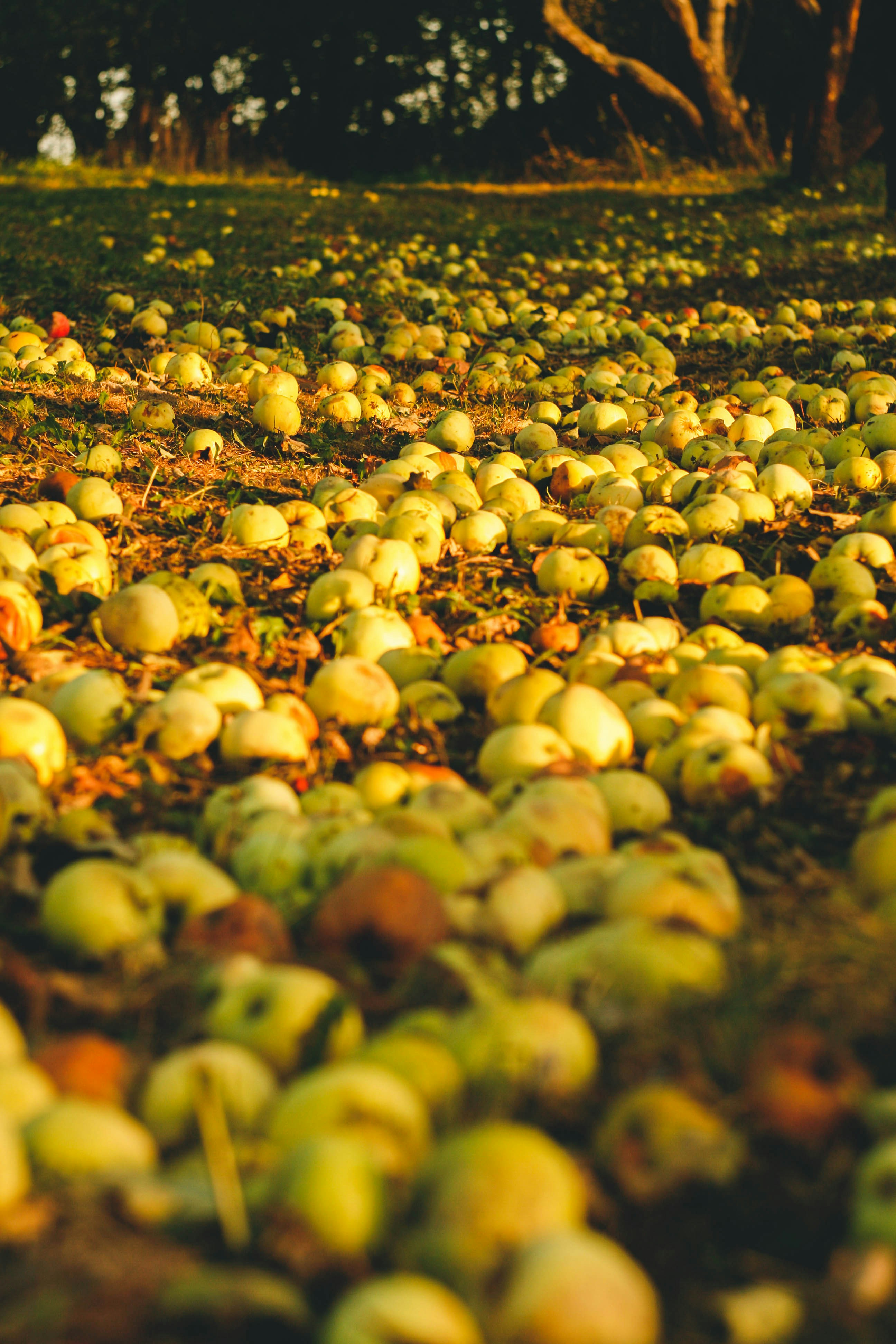 Golden Carpet: Apples Scatter Across a Field at Dusk