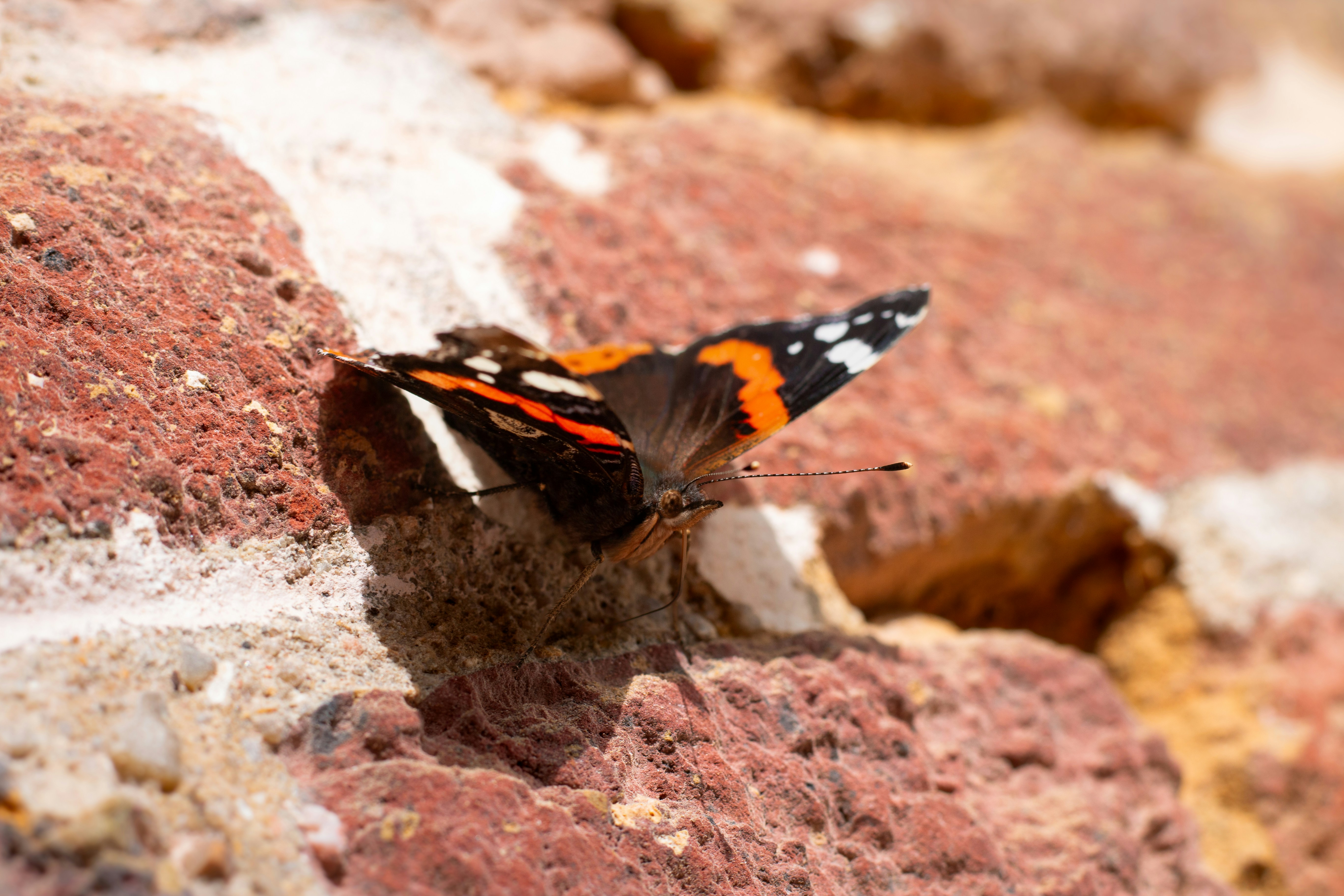 Red Admiral on a sunlit brick wall: a splash of orange against weathered texture