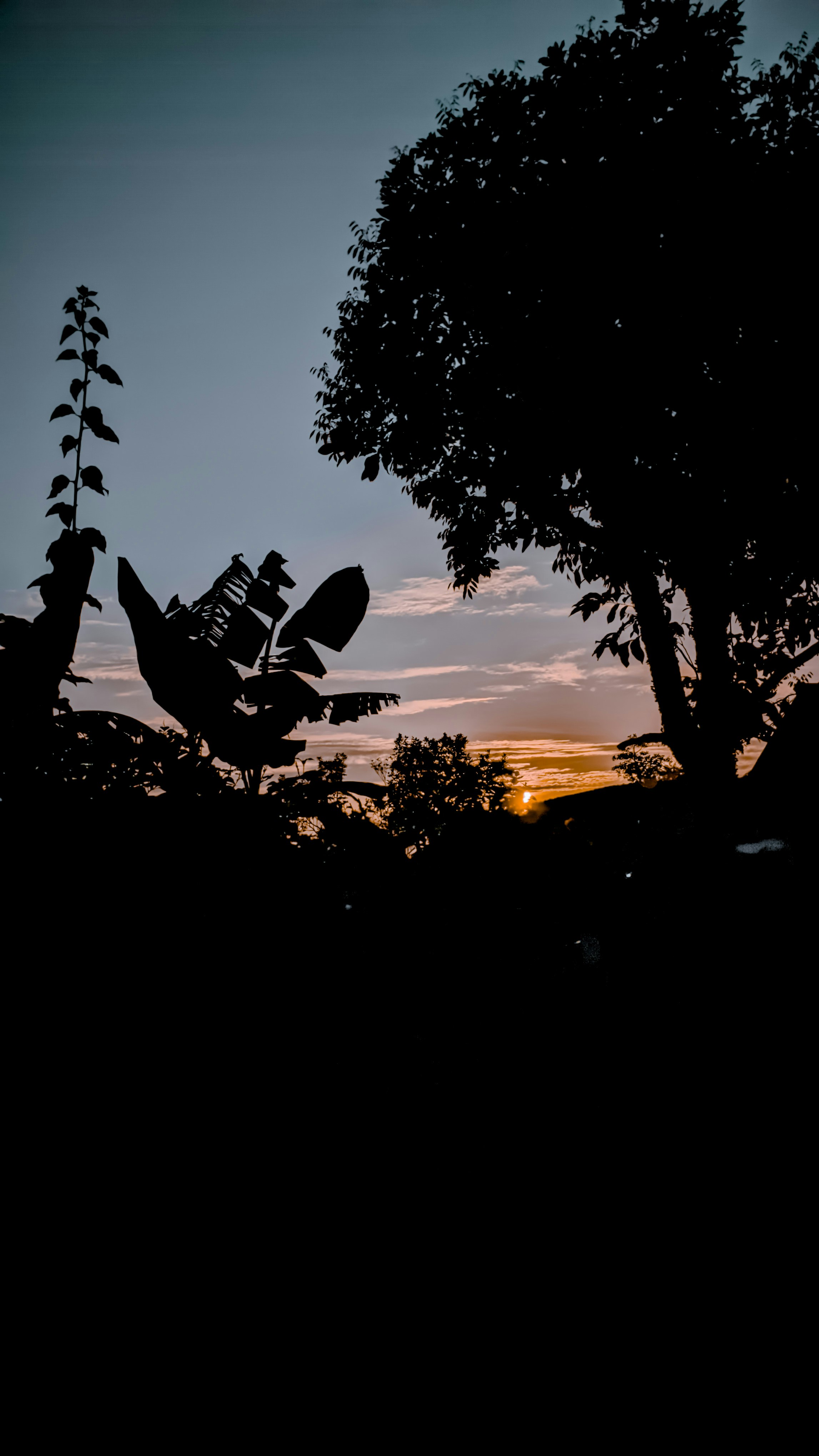 Banana Grove at Dusk: Silhouettes Against a Copper Horizon