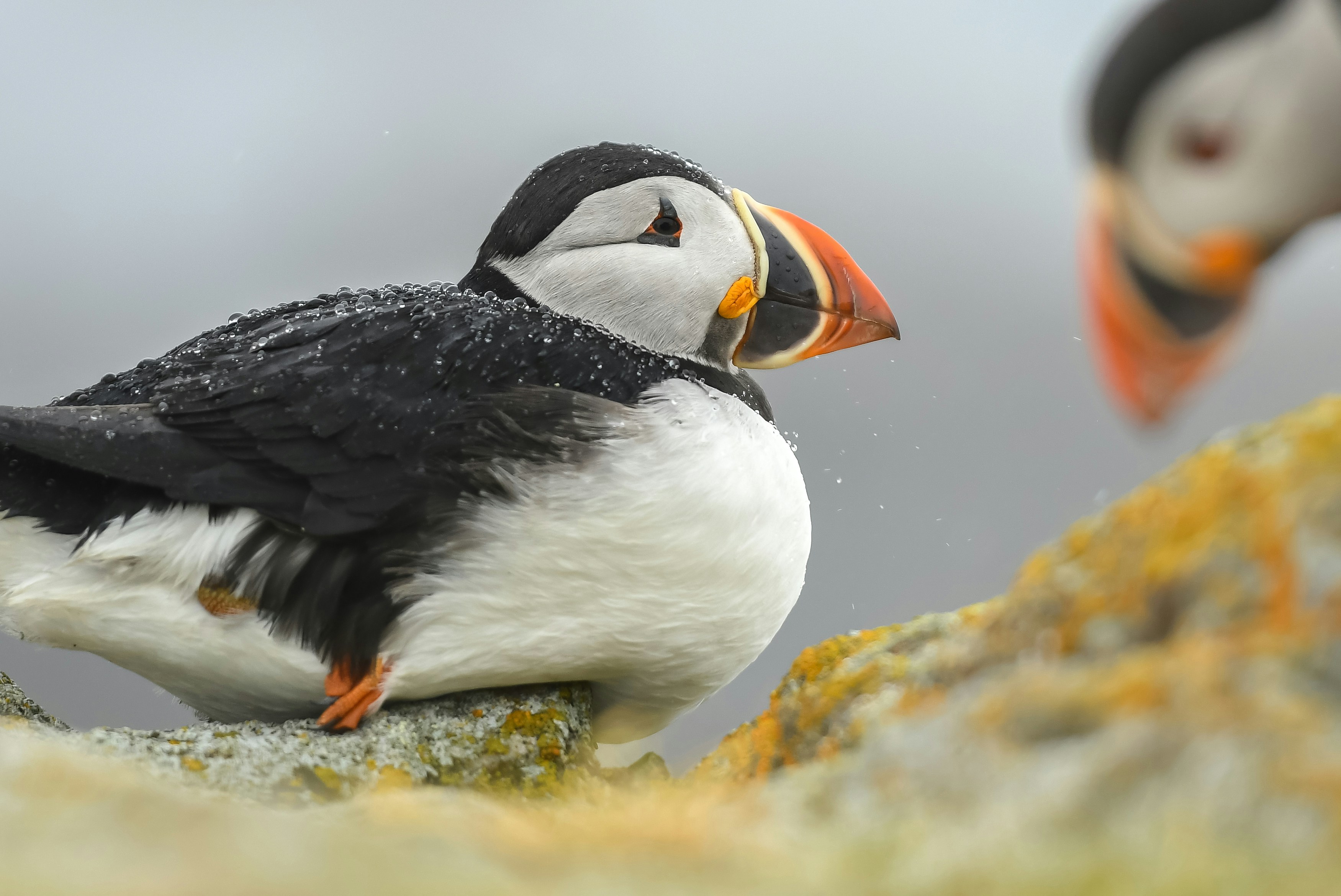 Puffin Sentinel on a Mossy Crag Under Nordic Light