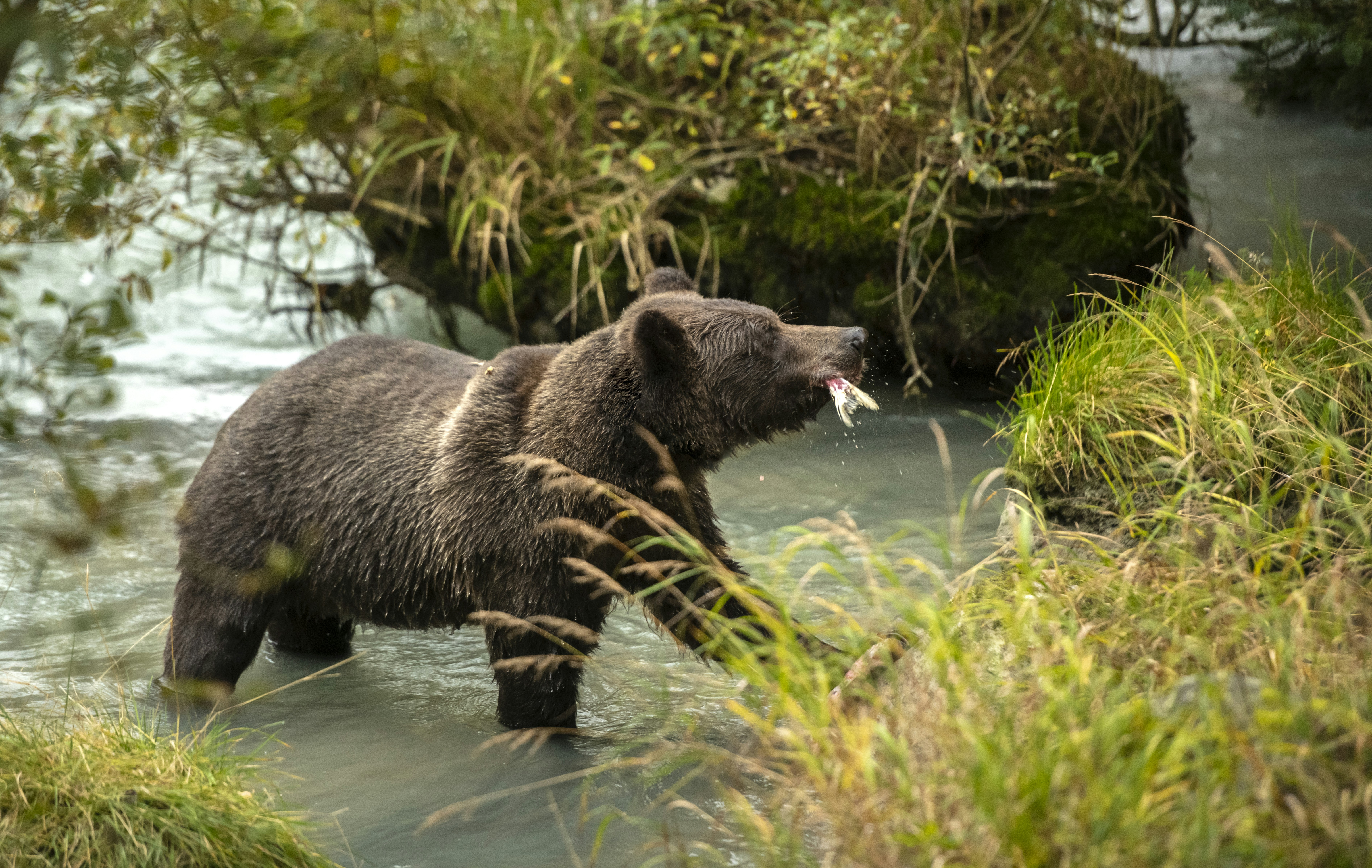 Foto Un oso pardo parado en un río con un pez en la boca – Imagen Fauna ...