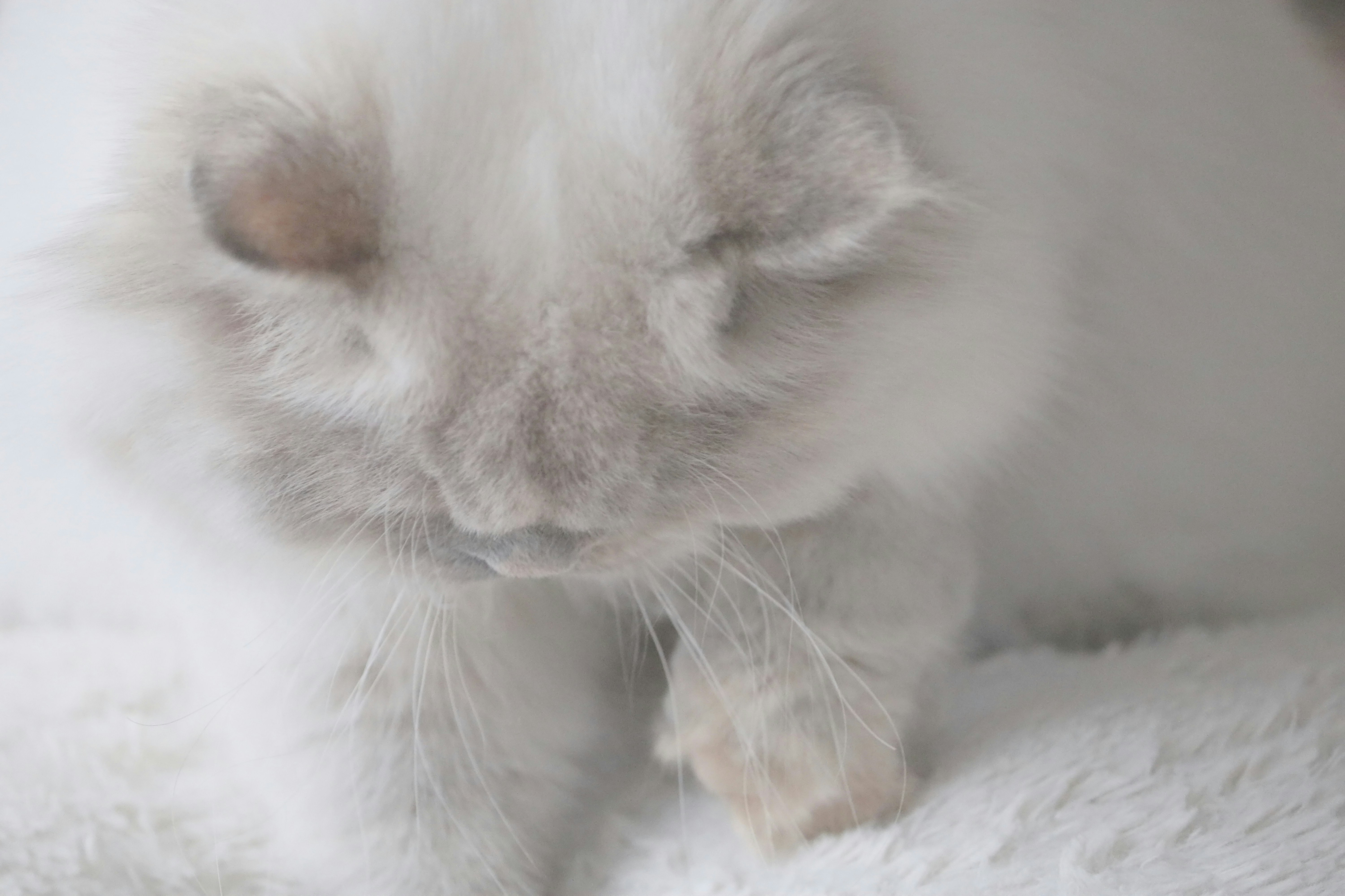 Whispers of White: a Close-Up of a Quiet Cat