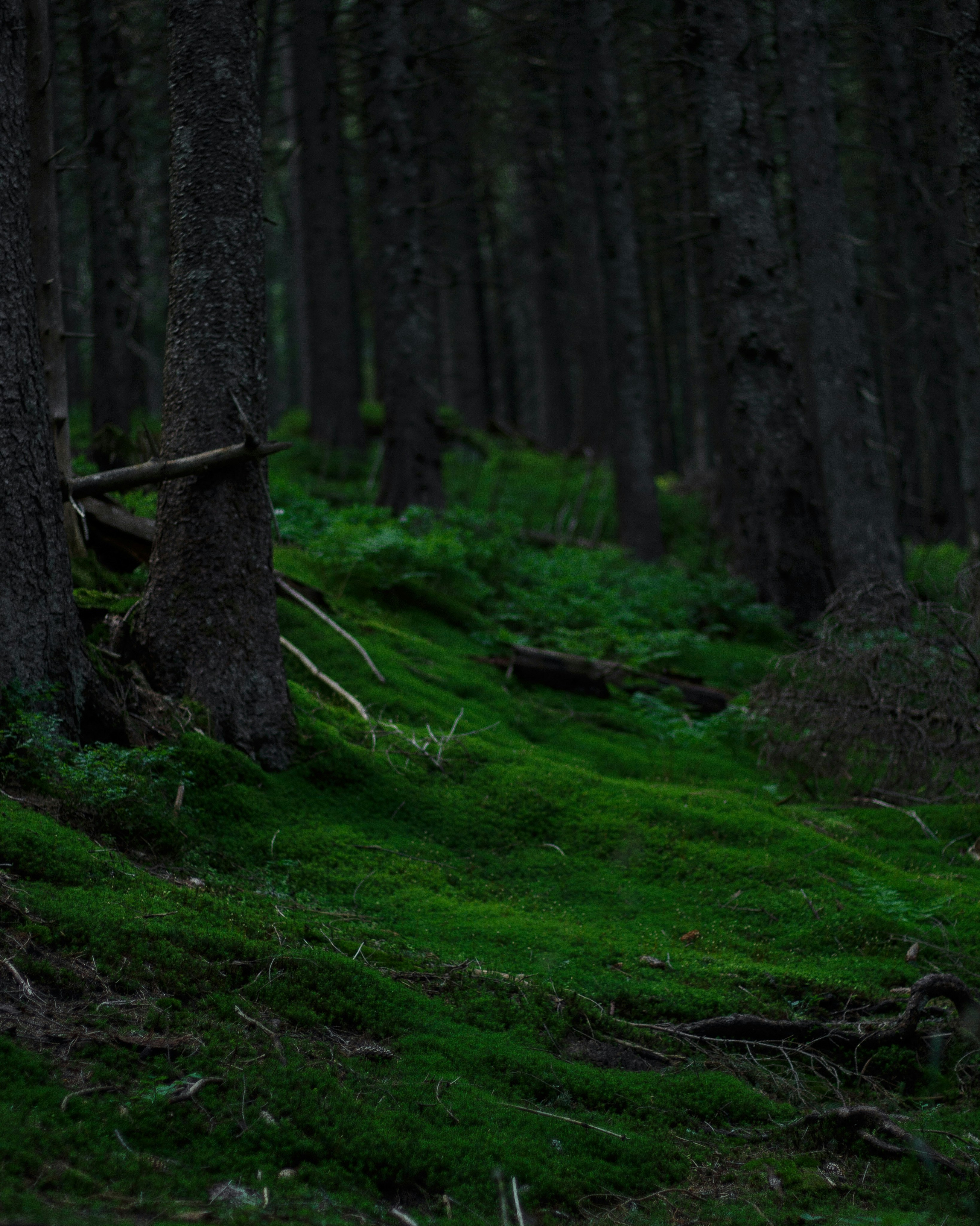 Forest Floor in Moonlit Green: Mossy Trail through Silent Pines