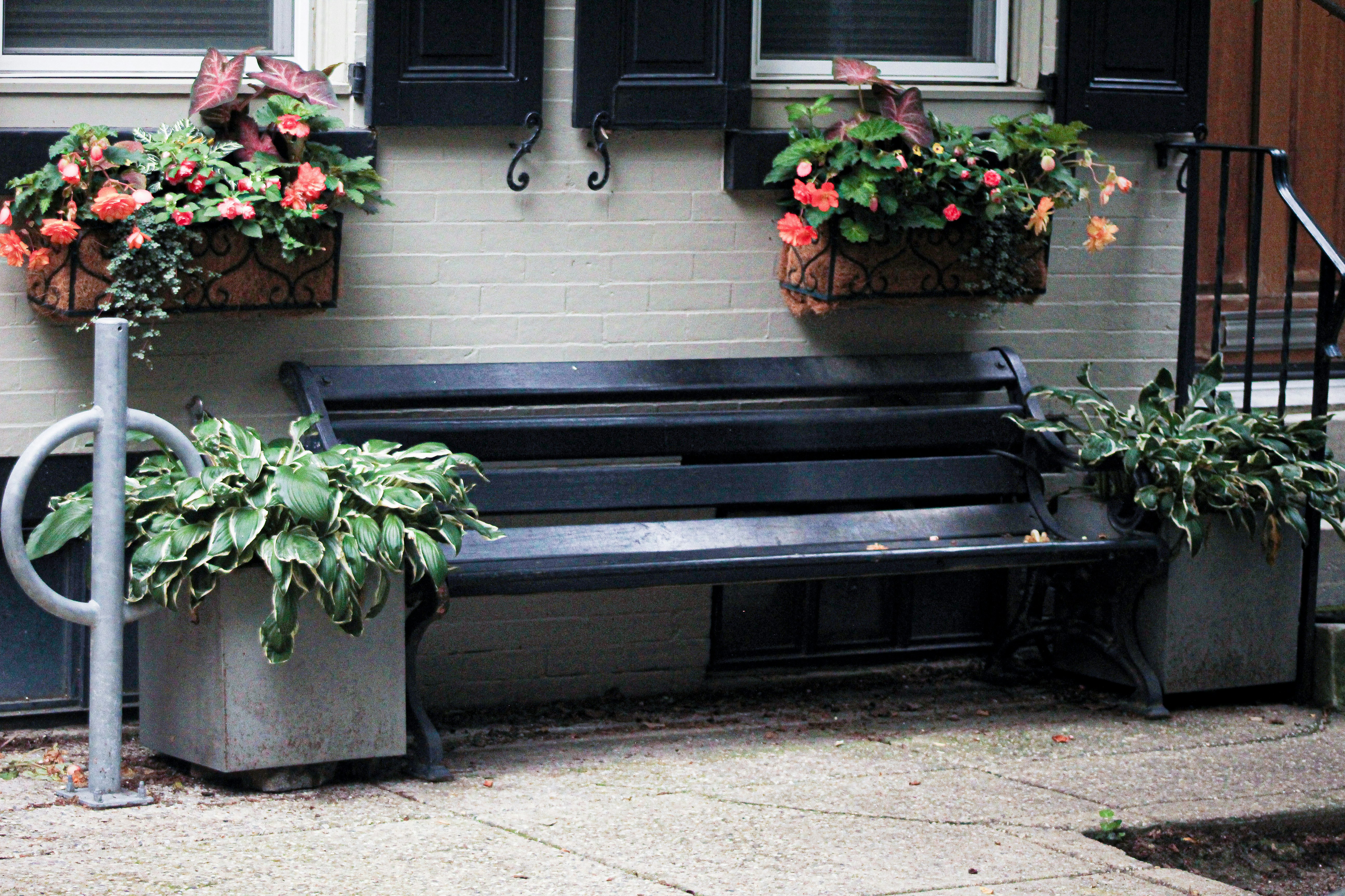 Urban bench in bloom: a quiet courtyard moment