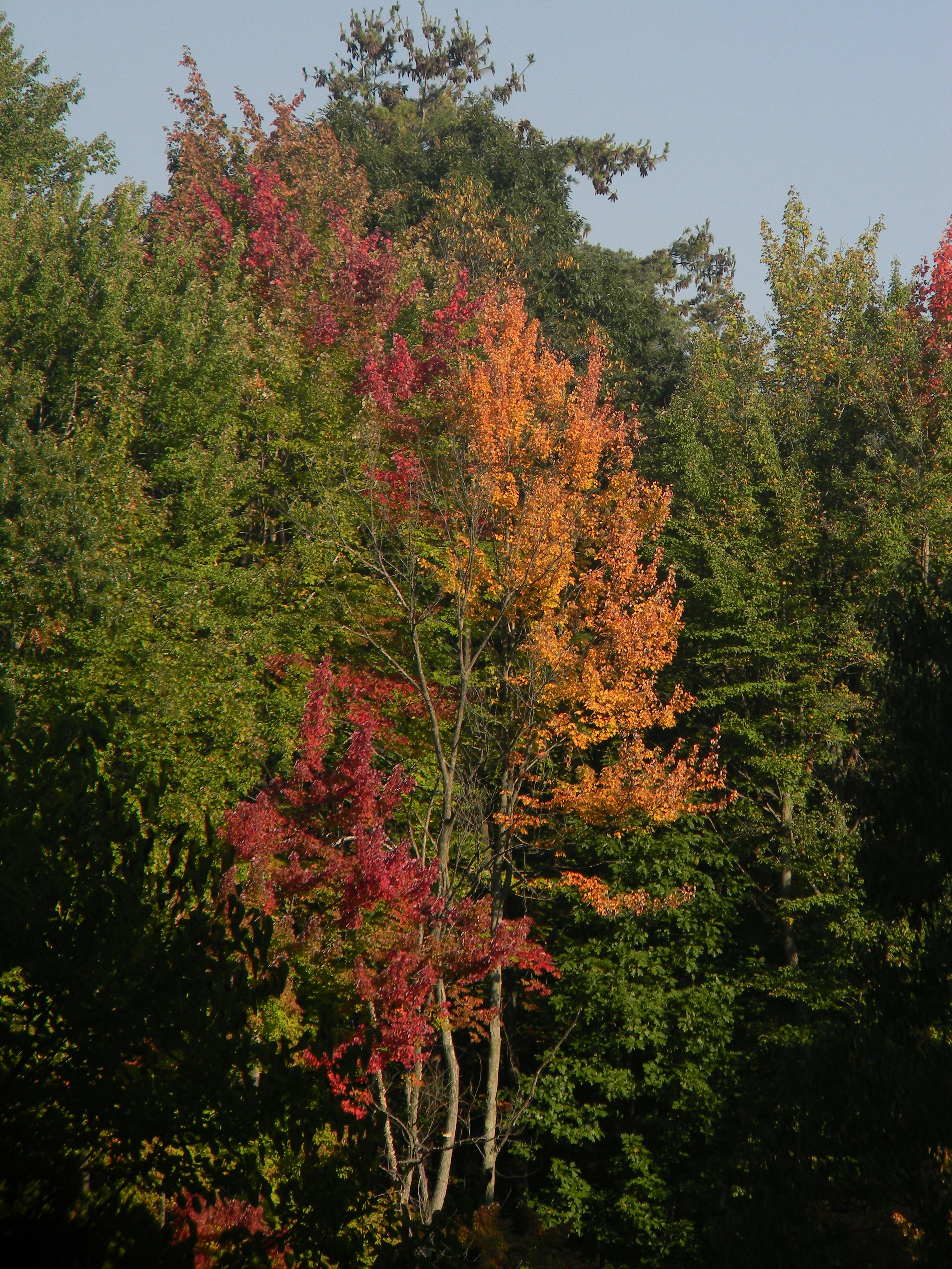 A forest filled with lots of trees covered in fall colors photo – Free ...