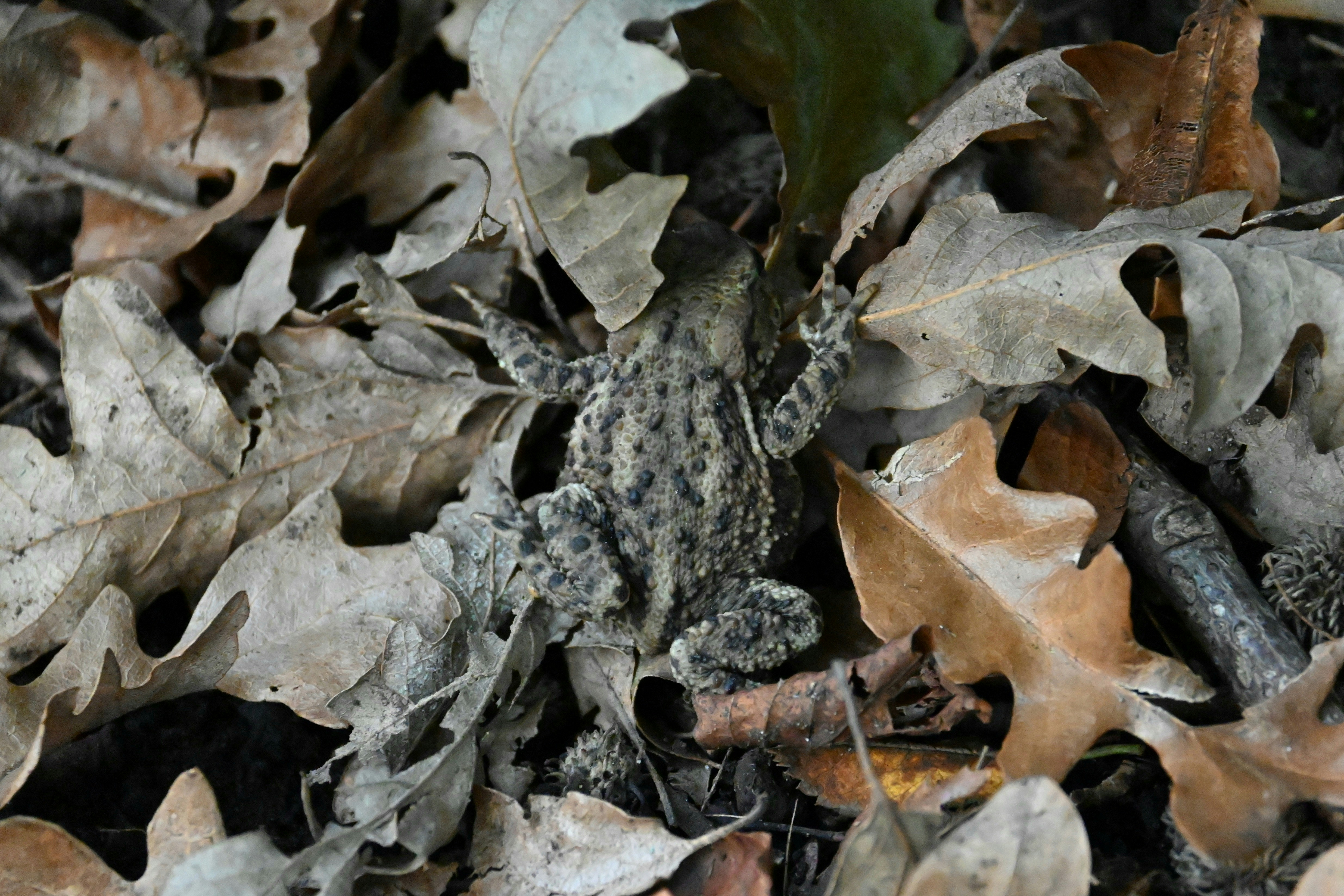 Misty Oak Leaf Bed with Cryptic Camouflaged Insect