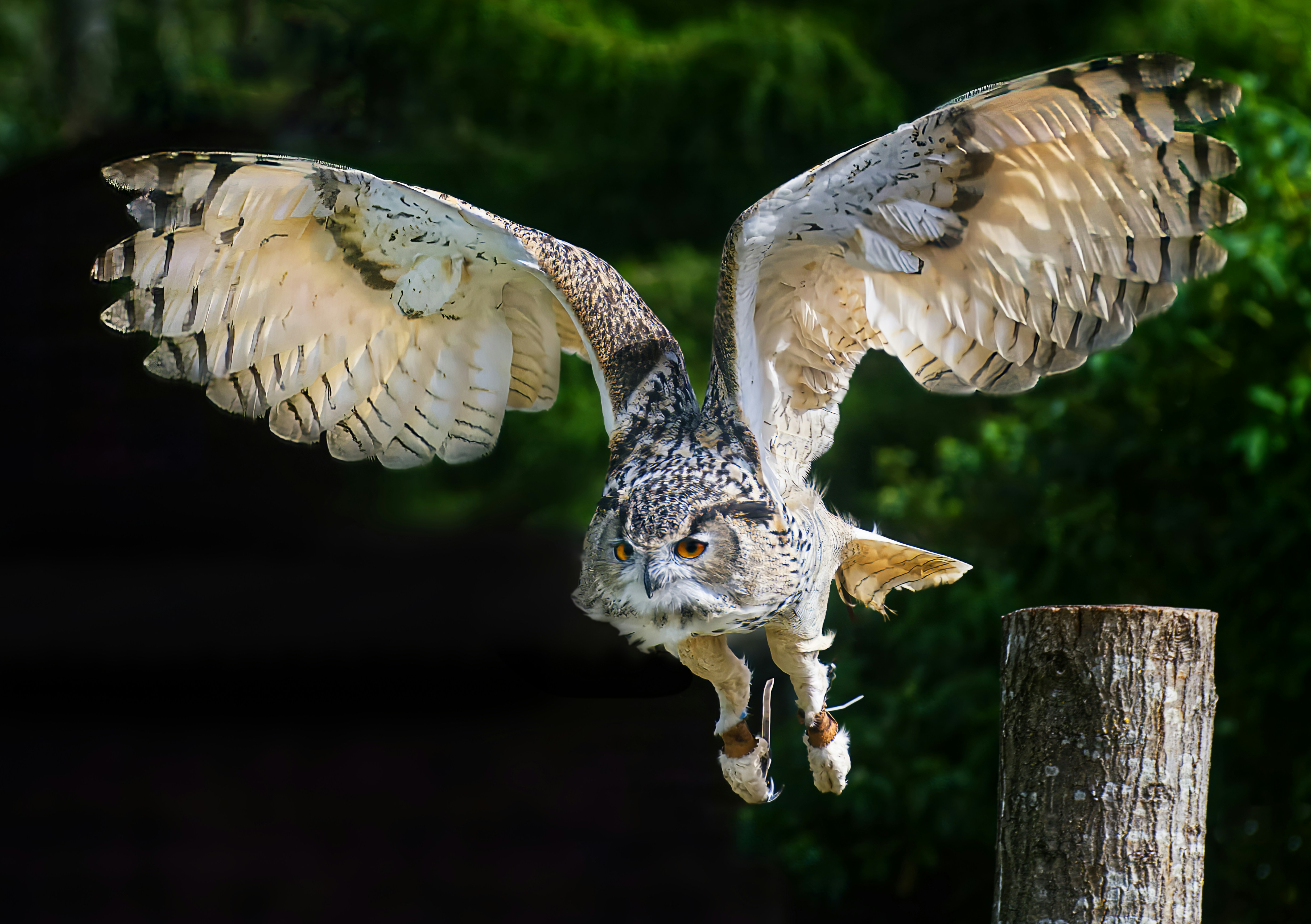 A large owl with its wings spread spread photo – Free Owl Image on Unsplash