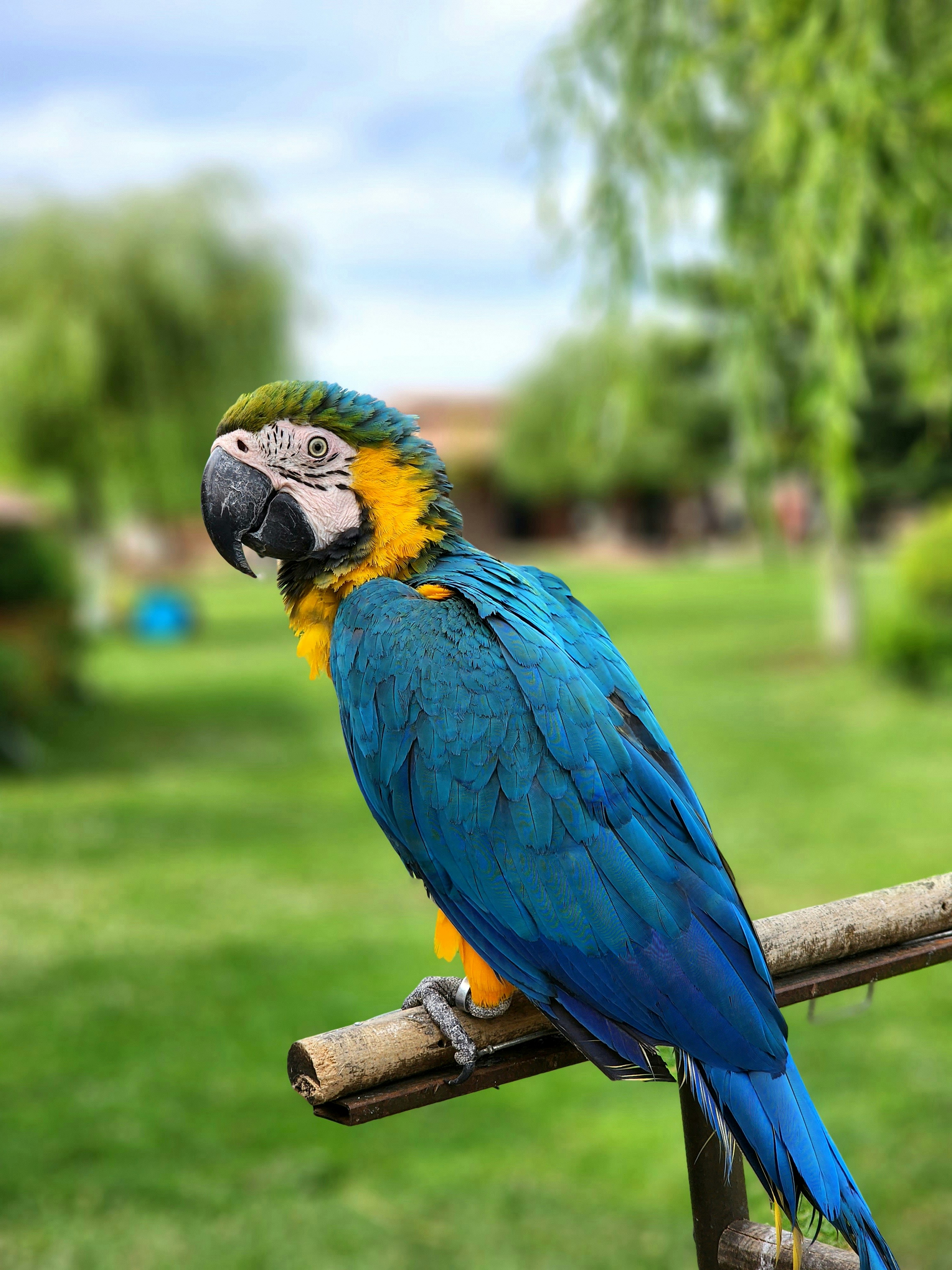 Blue-and-yellow macaw perches on a wooden rail in a sunlit garden, its vivid plumage sharply detailed and the background softly blurred.
