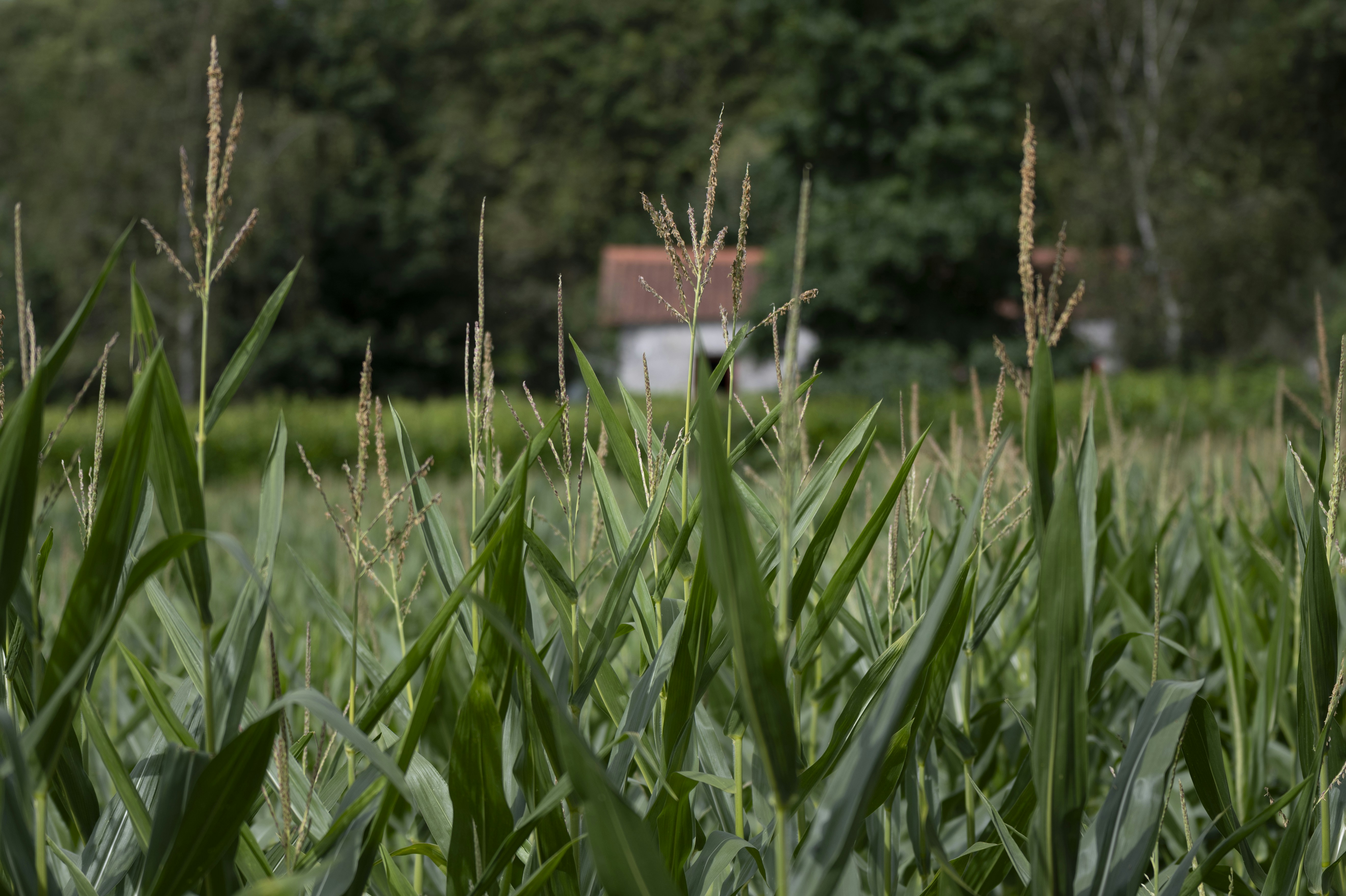 Whispers of the Cornfield