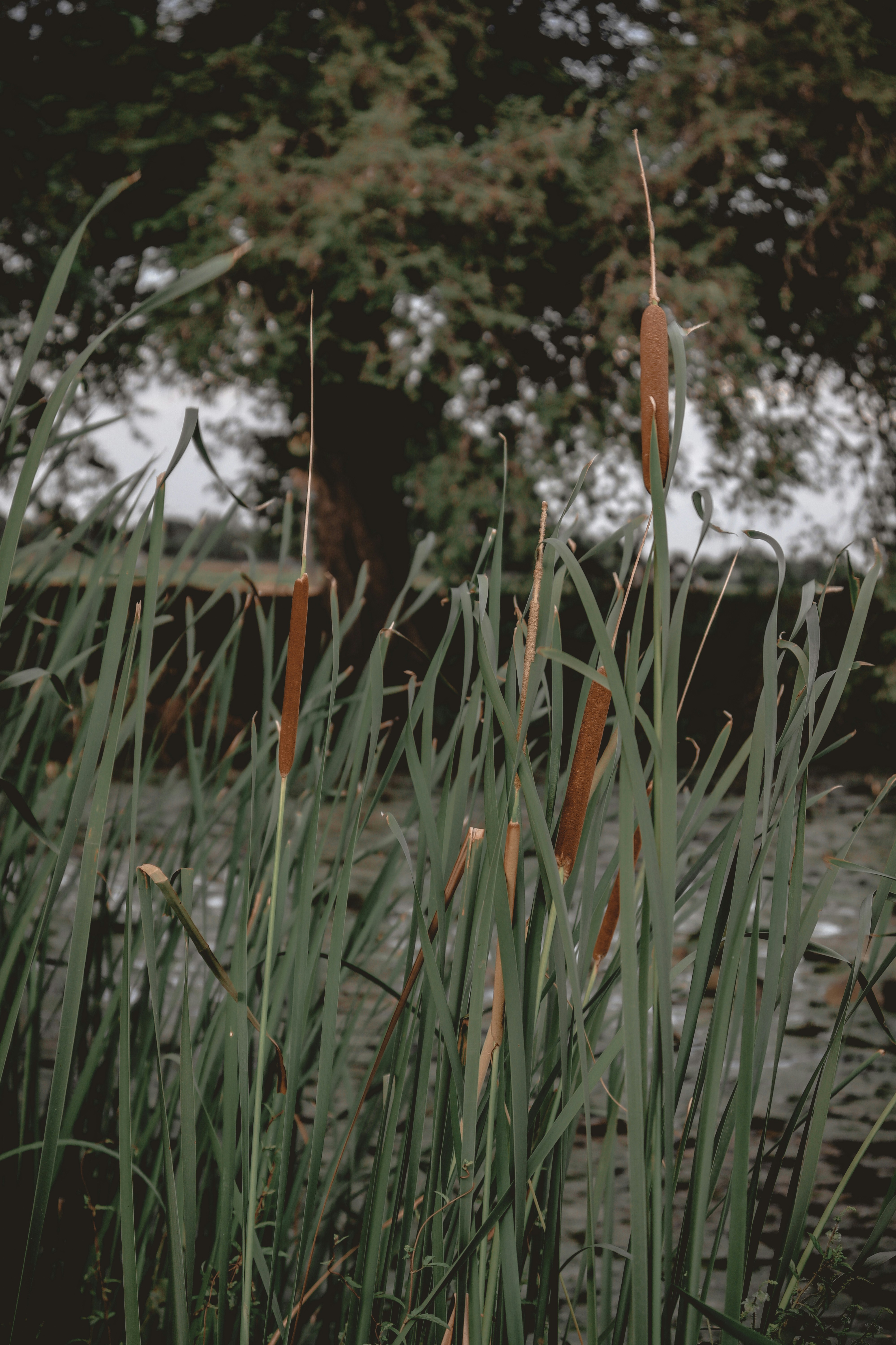 Un bouquet d’herbe verte haute à côté d’un plan d’eau photo – Photo ...