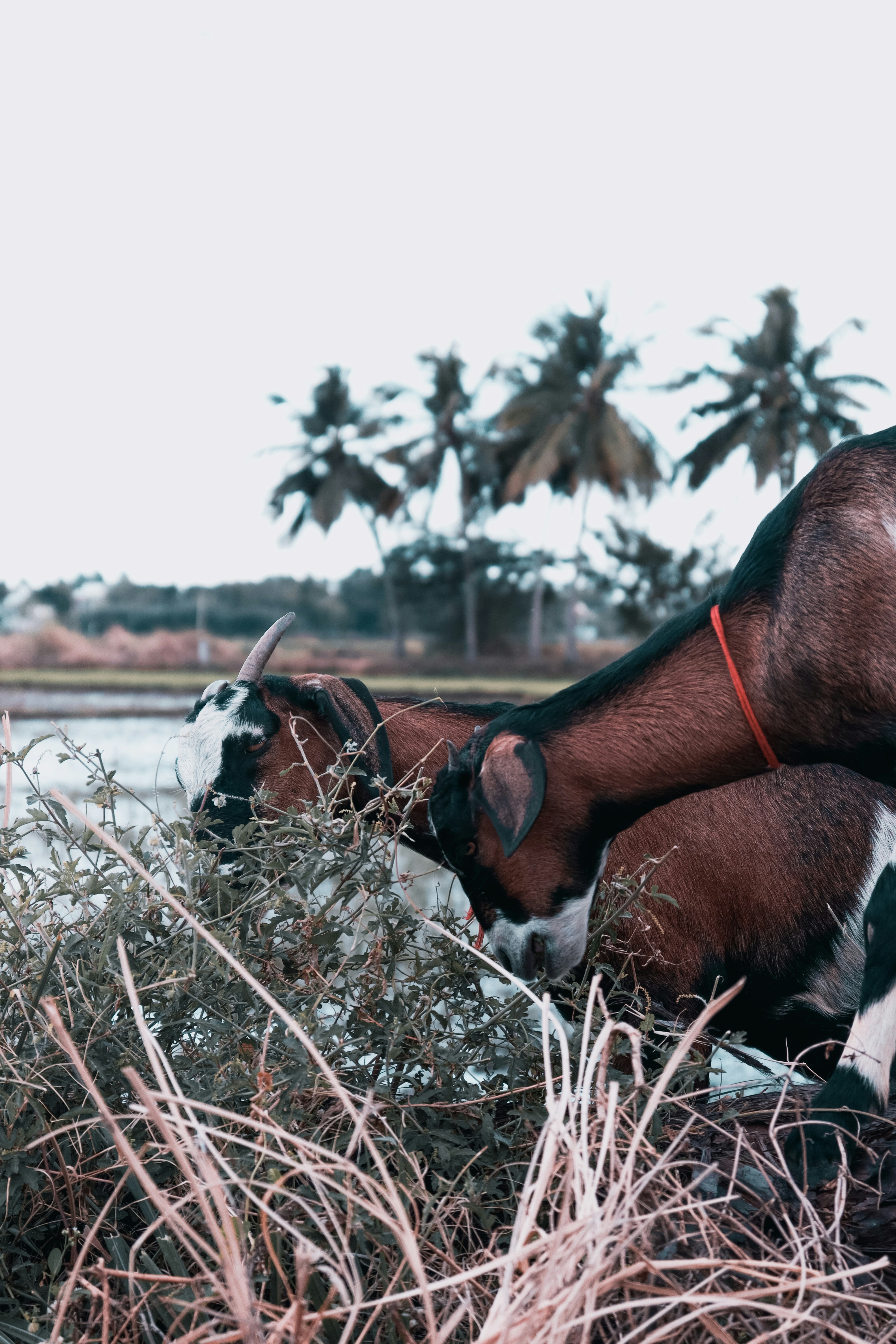 Coastal Grazing Pause: A Horse Among Dry Grass with Palm Backdrop
