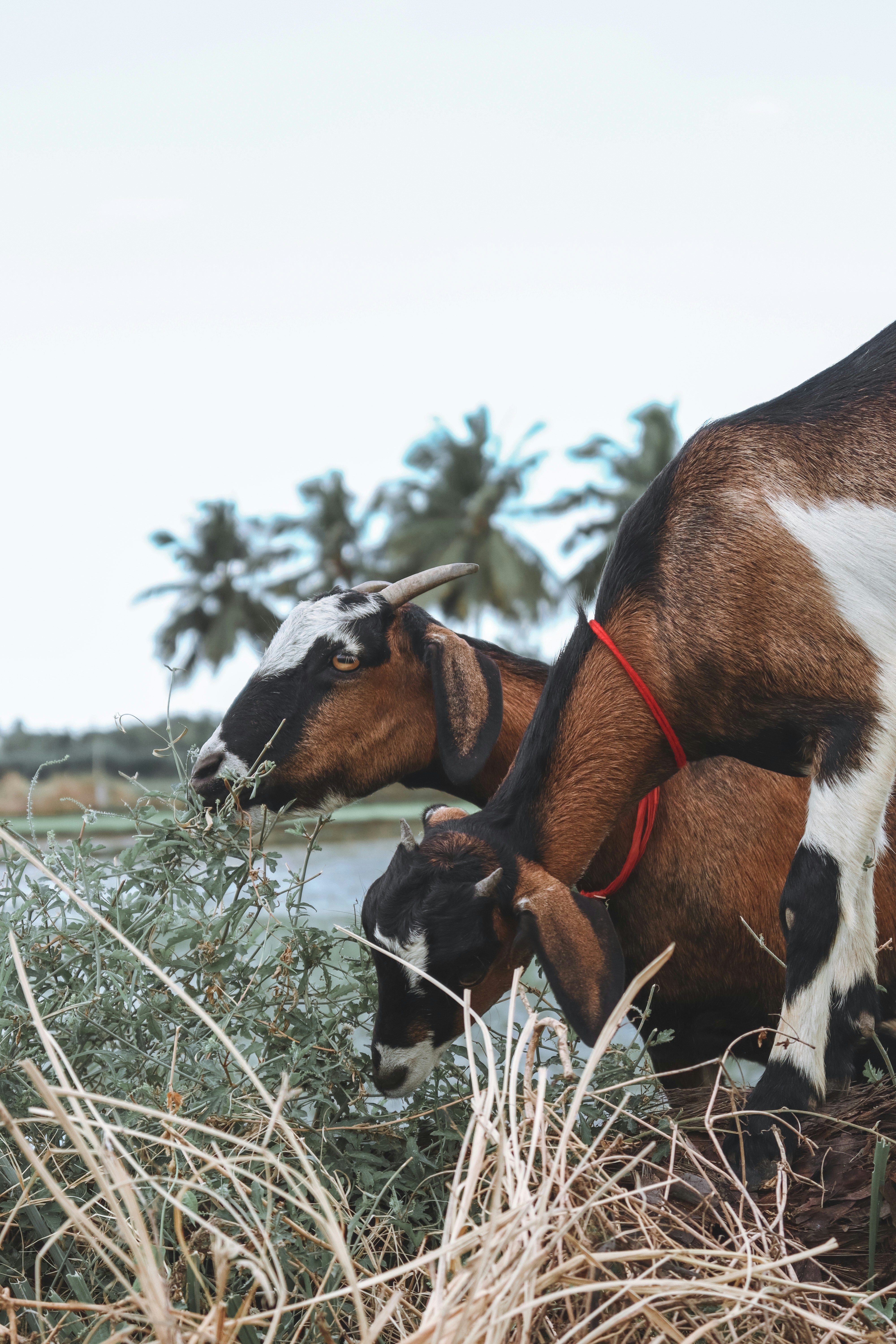 Red-Collared Goats at the Reedbed Riverside