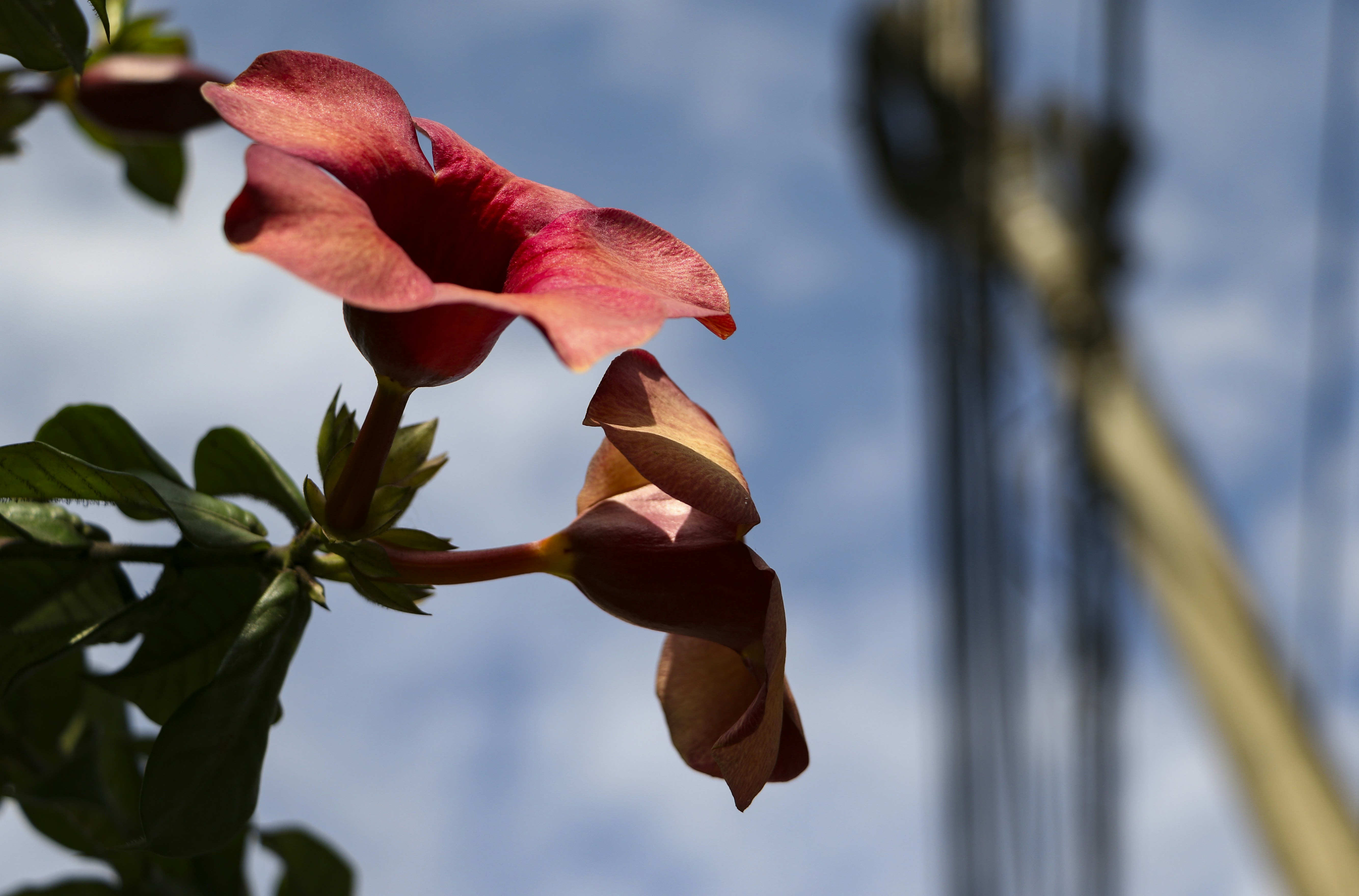 Crimson Petals Against a Sky of Wires