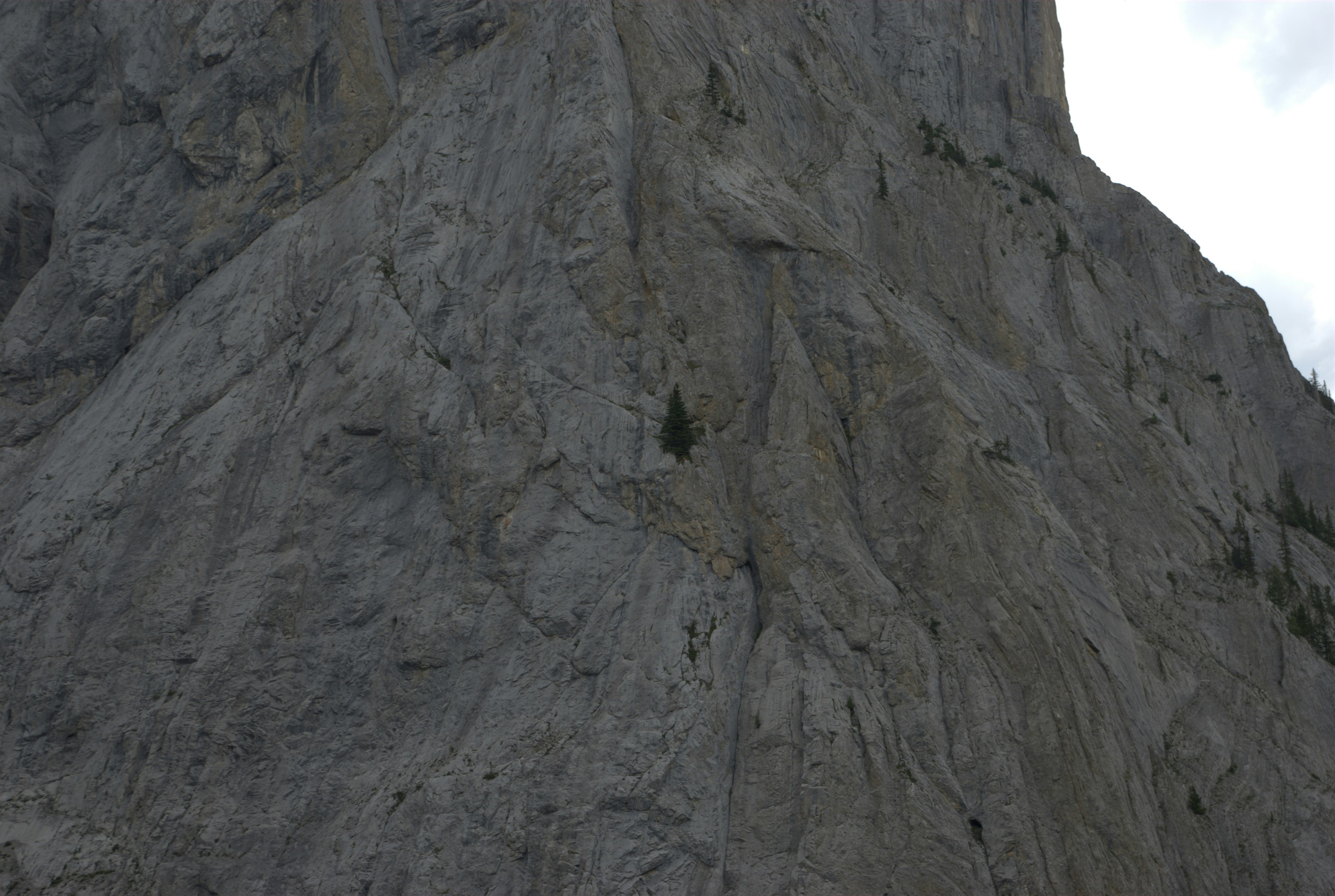 Granite cliff dominates the frame with a lone pine clinging to a narrow crevice. A photograph emphasizing solitude and the rock's weathered texture.