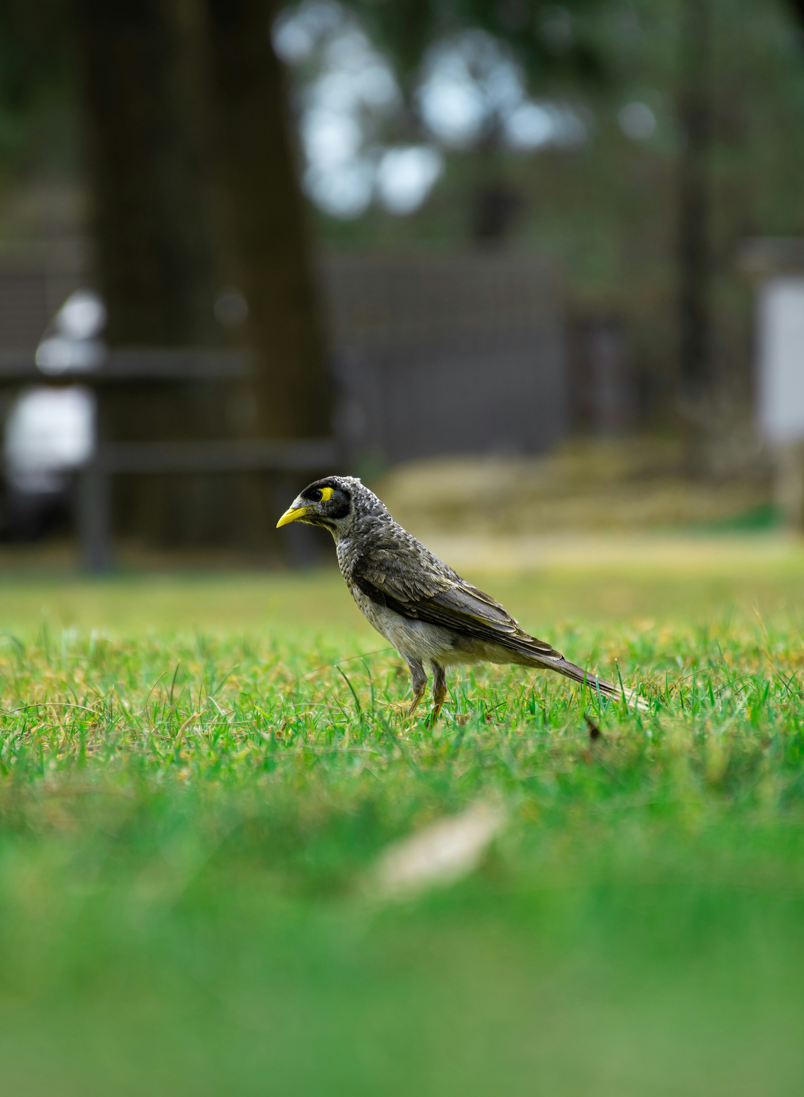 Yellow-beaked juvenile on a sunlit lawn with a softly blurred backyard backdrop