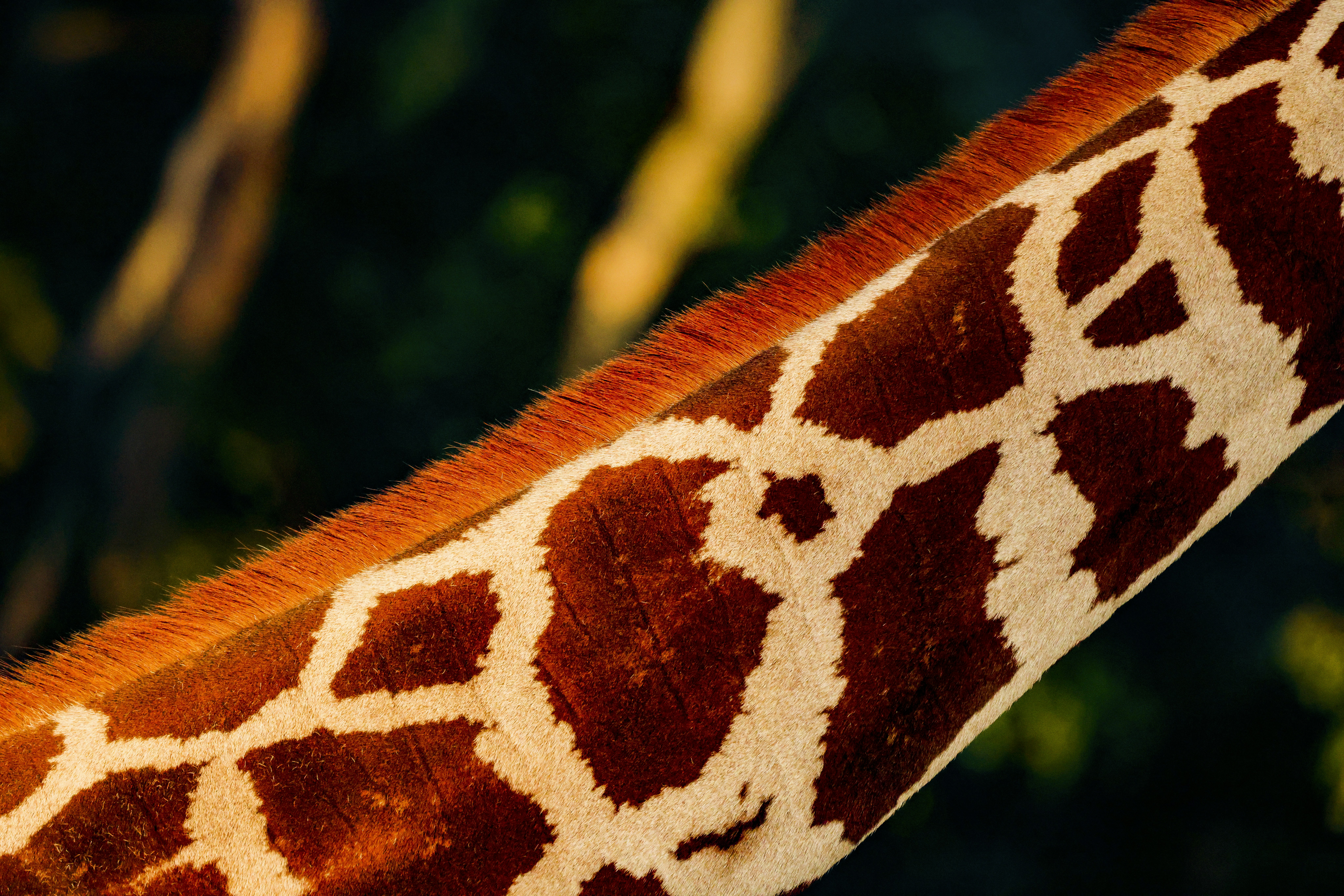 Patchwork Diagonal: A Macro Look at a Giraffe's Pattern