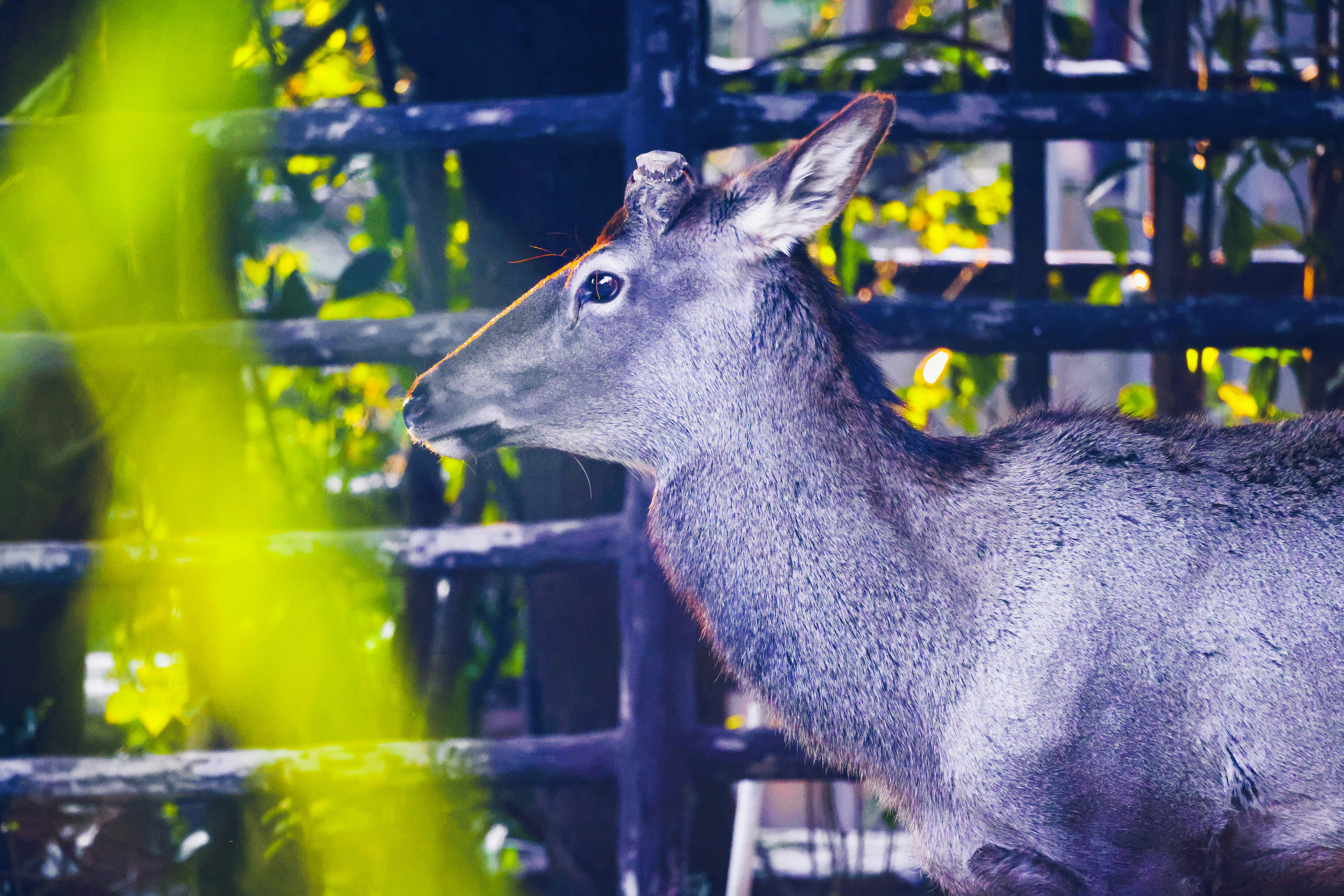 Gaze Through the Lattice: A Deer Paused in Dappled Light
