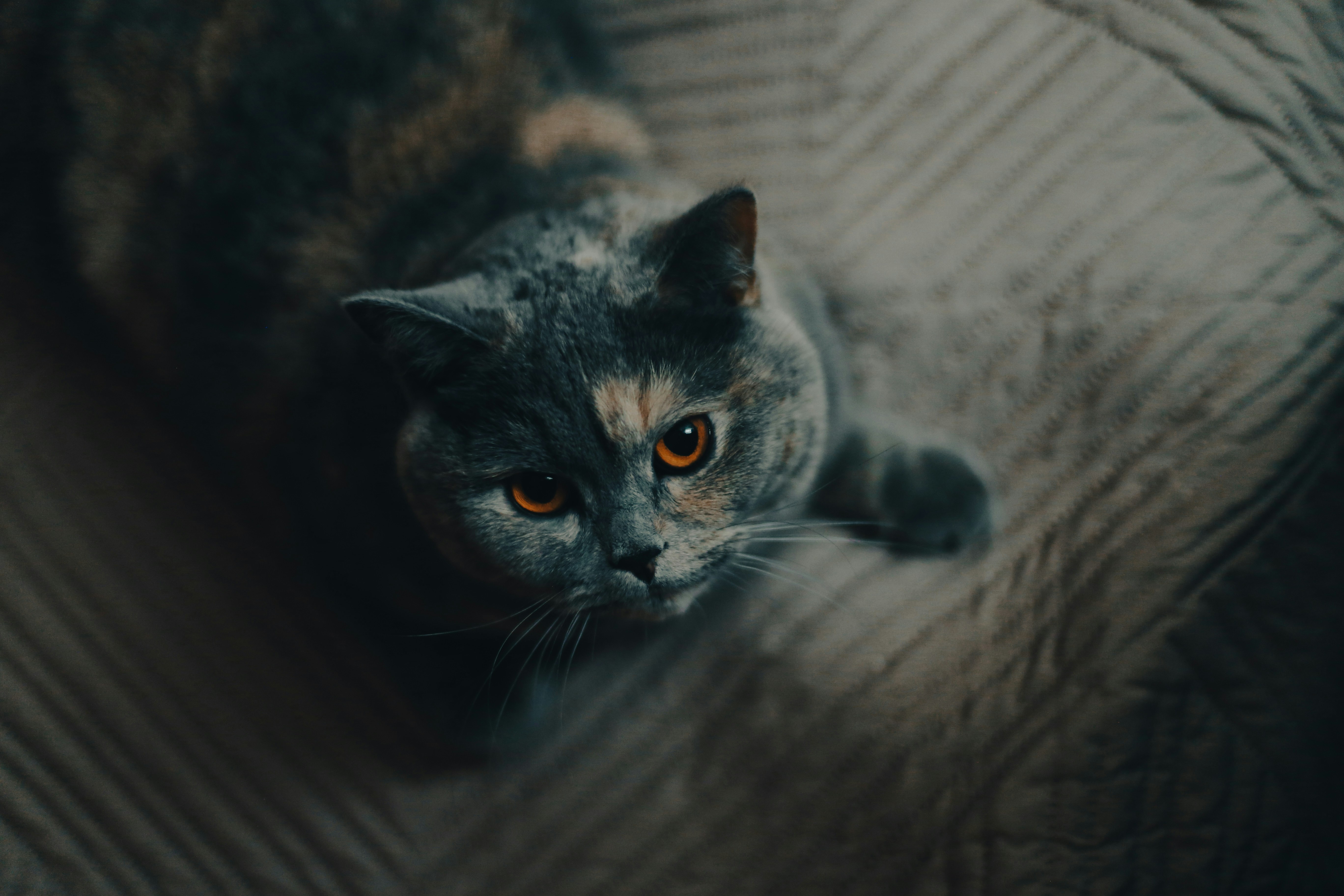 999+ Dark Cat Pictures | Download Free Images on Unsplash