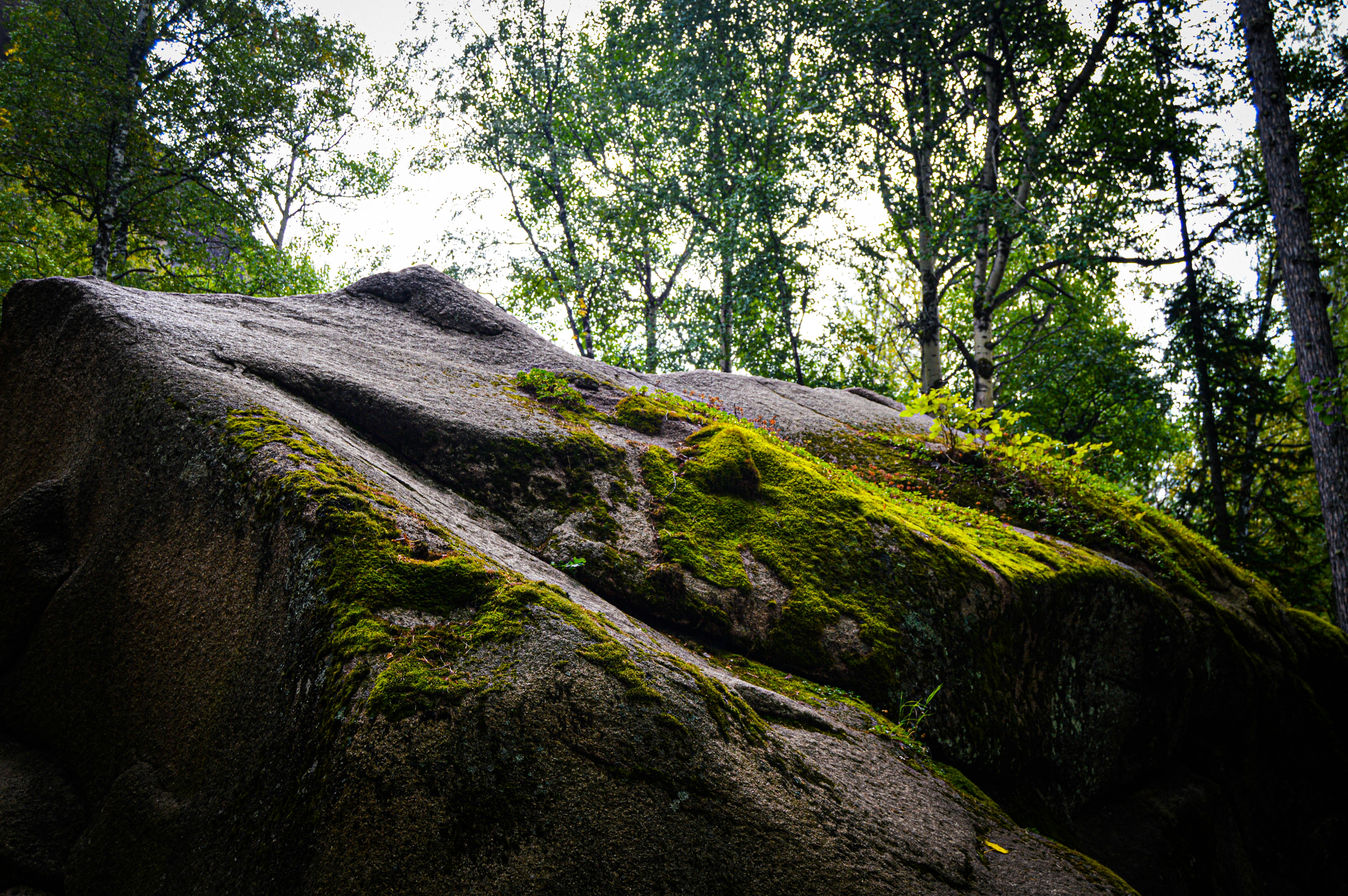 A large rock covered in moss in a forest photo – Free Vegetation Image ...