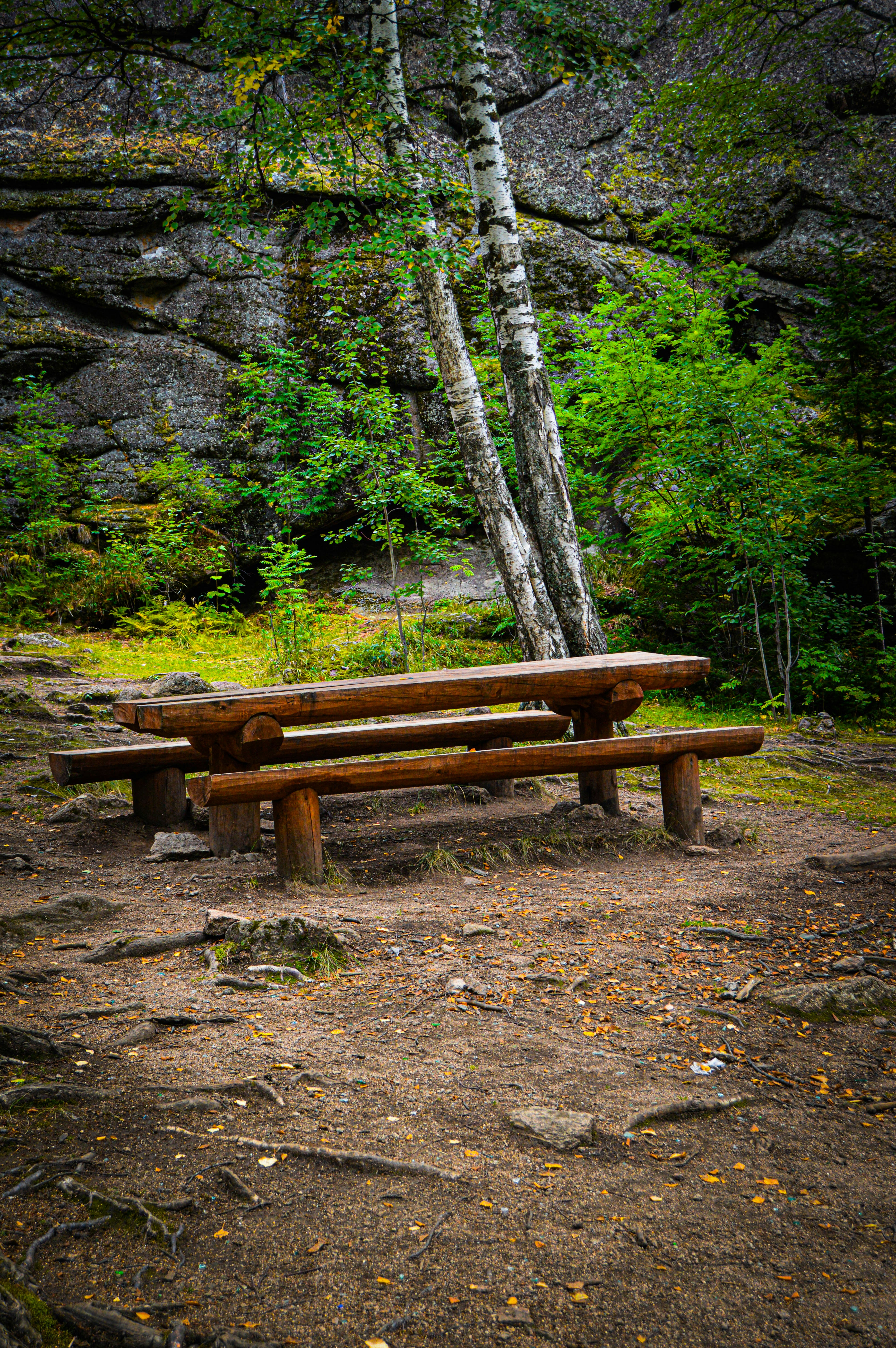 Birch Shadow Over Granite: A Rustic Bench in the Forest Clearing