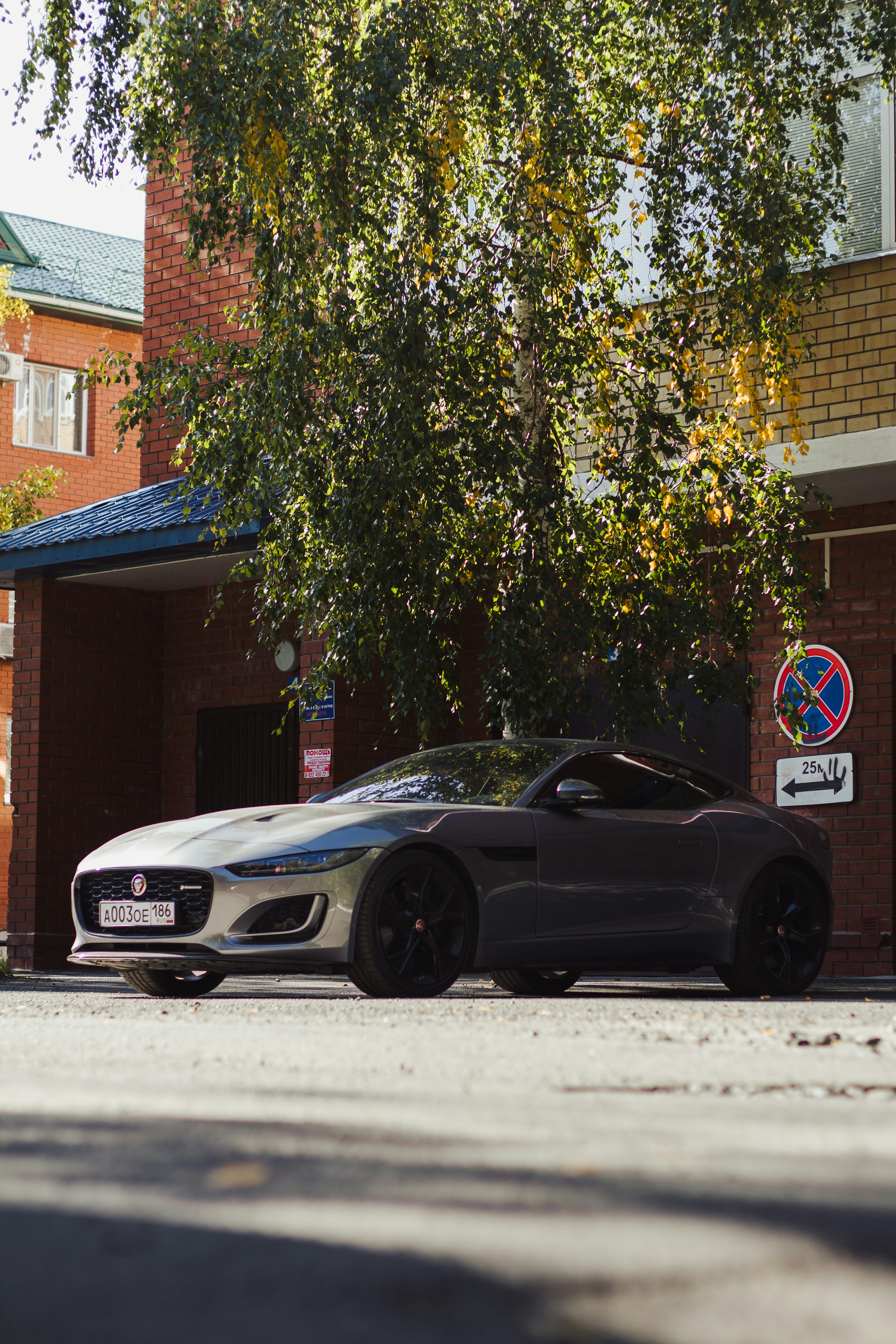 Urban Jaguar: A Gray F-Type Paused Under Dappled Canopy