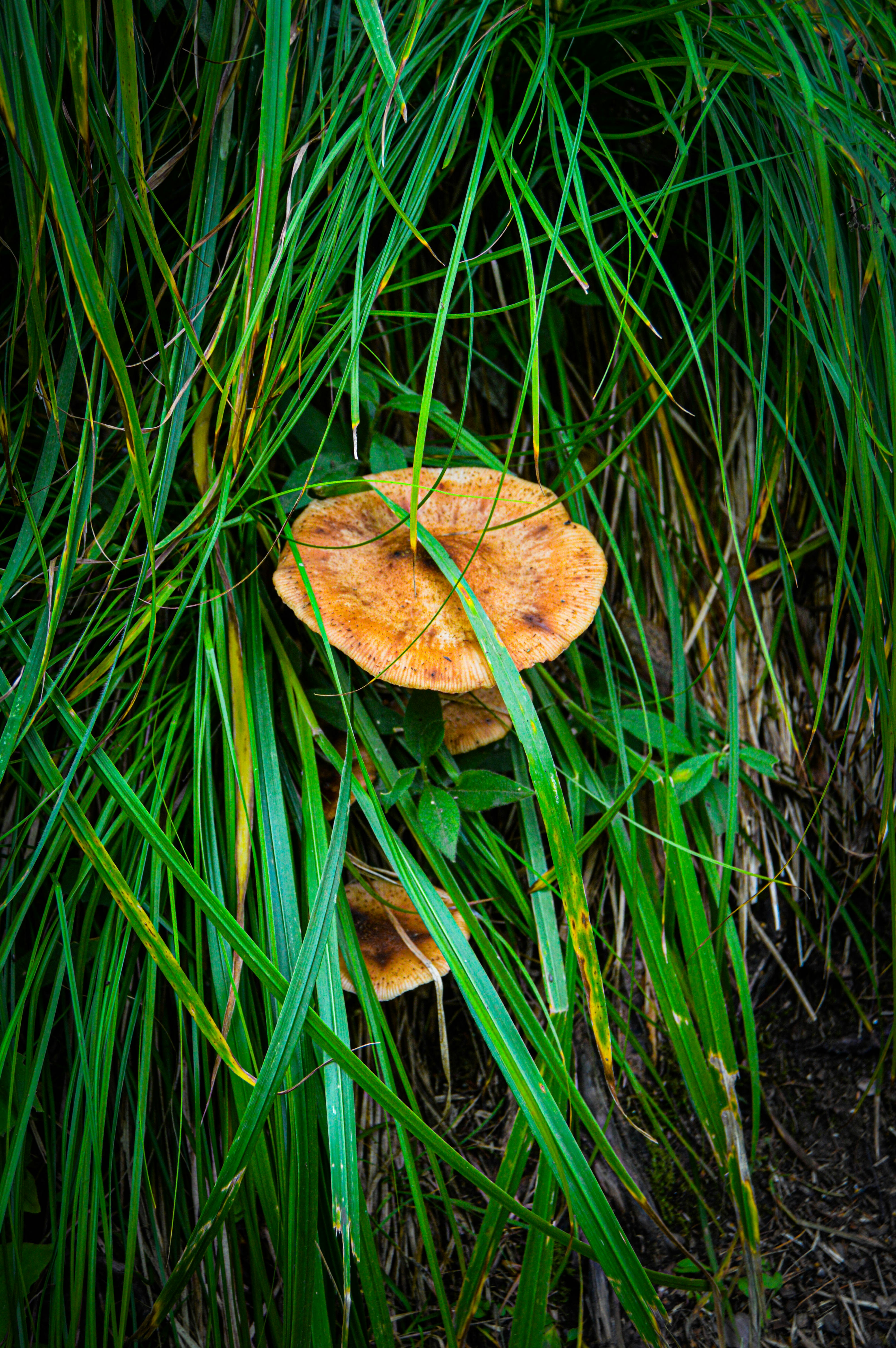 Emerald Veil: Hidden Orange Mushrooms Among Grass