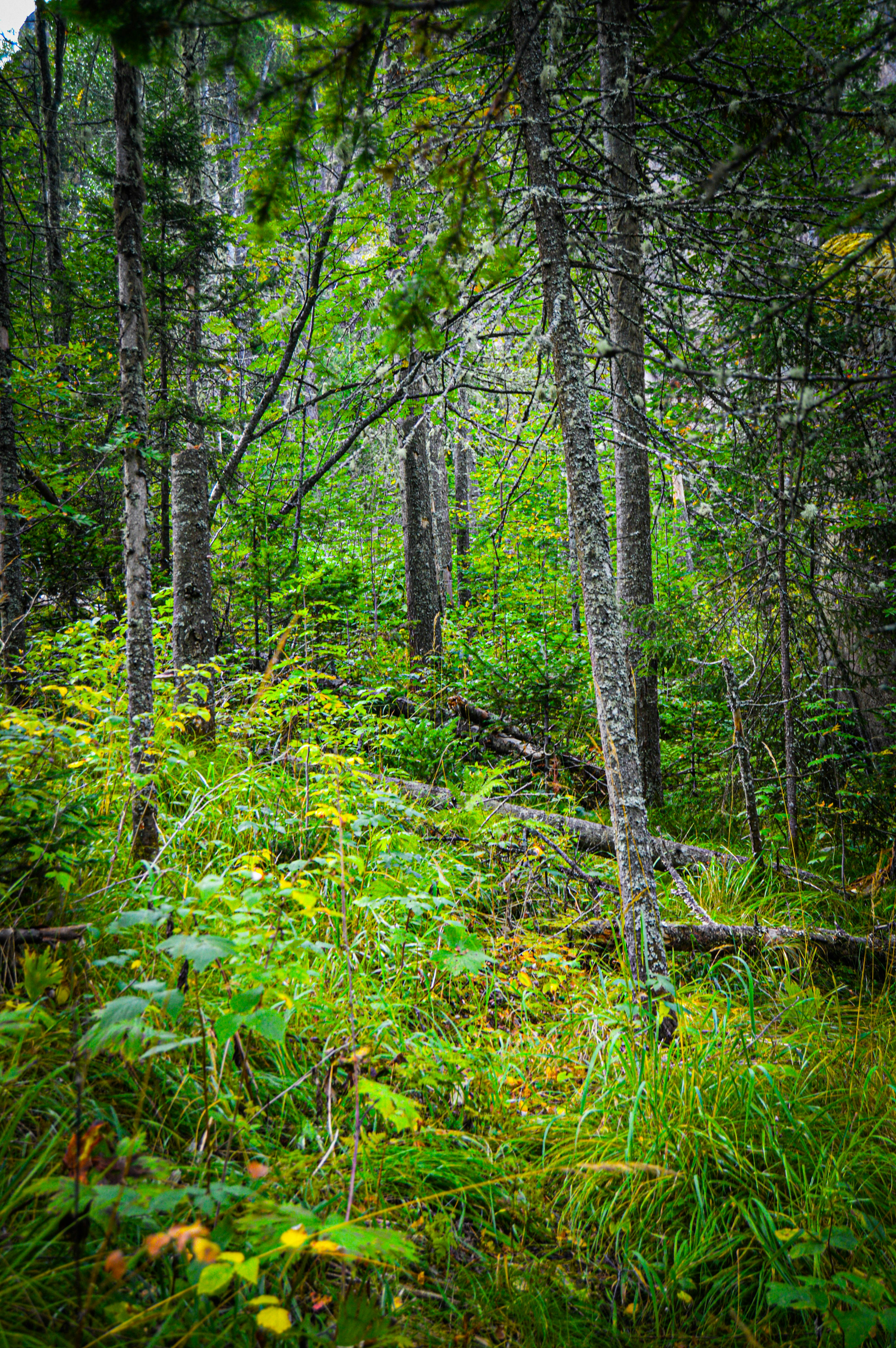 A lush green forest filled with lots of trees photo – Free Vegetation ...