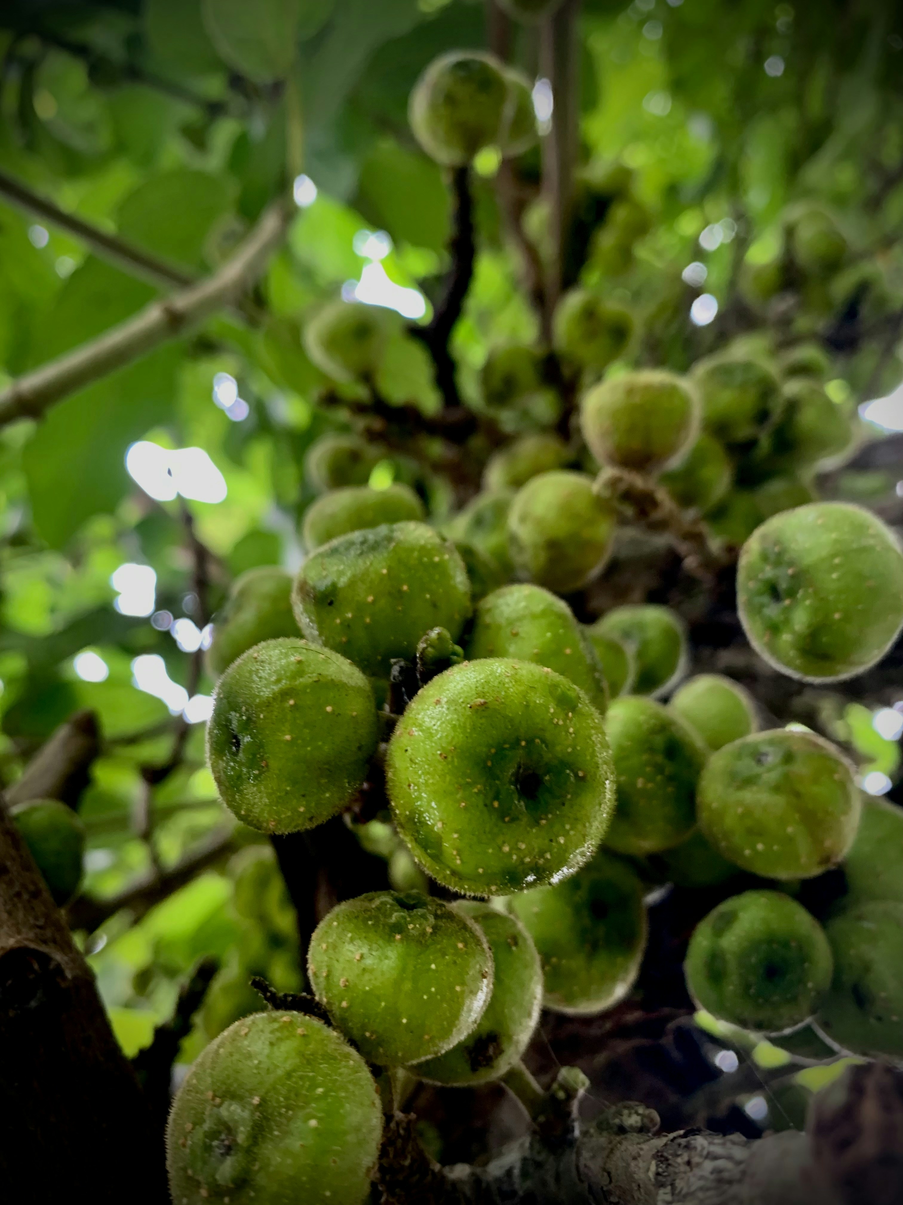 Un ramo de manzanas verdes colgando de un árbol foto – Imagen de India ...