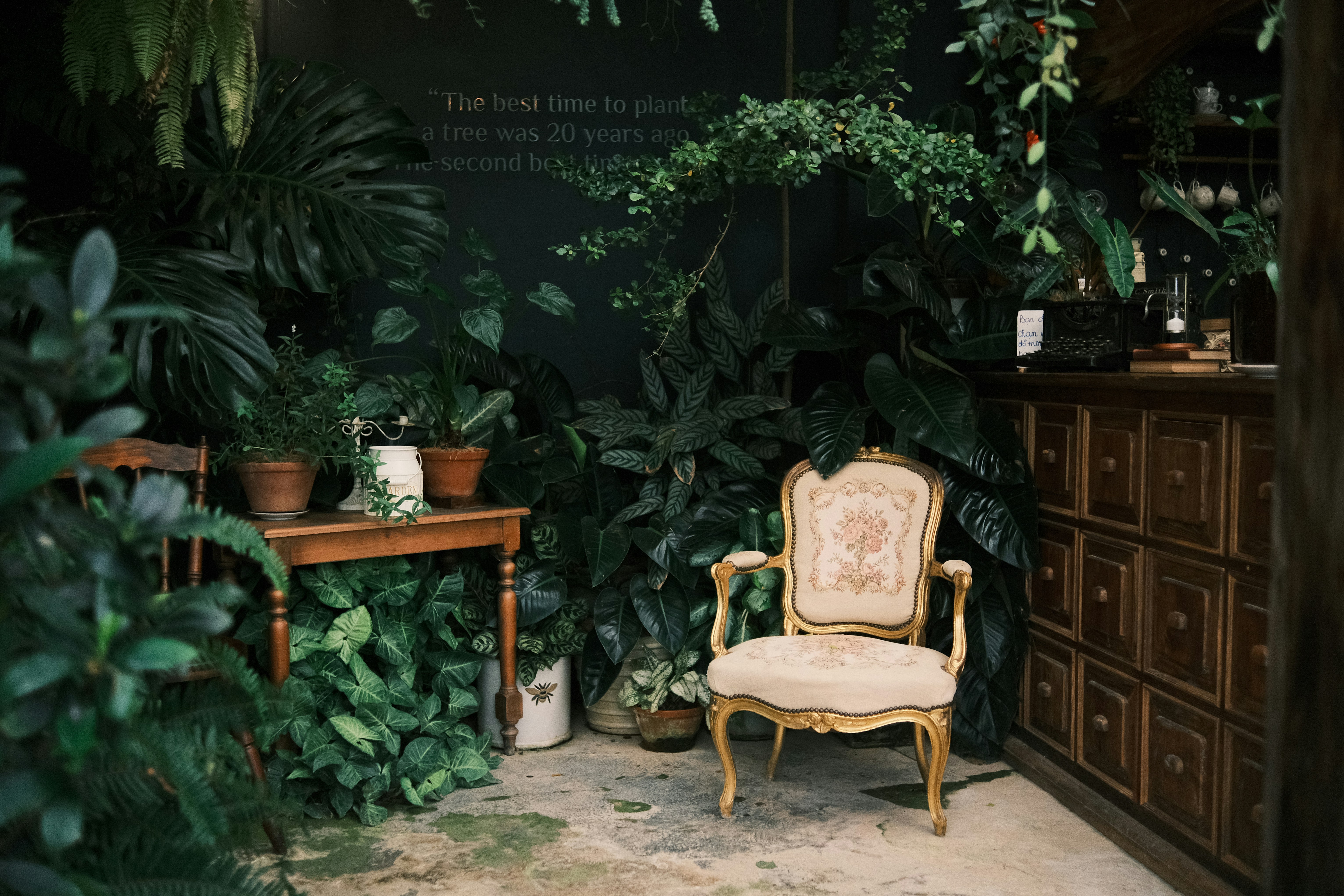 Vintage chair amidst lush green plants in a cozy, rustic corner with wooden furniture and a dark backdrop.