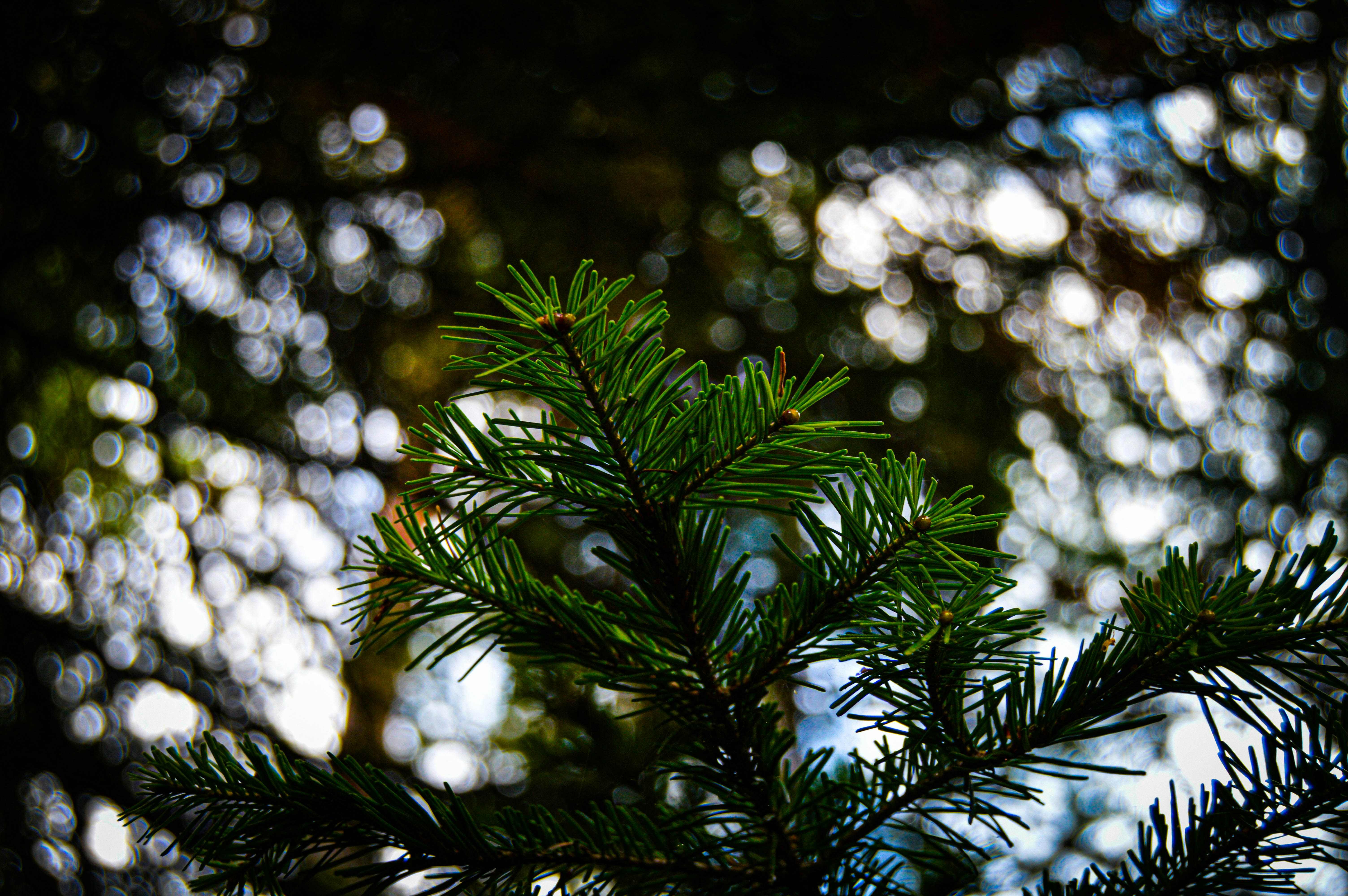 Photo by Eyforis Lurt with Nikon D3200