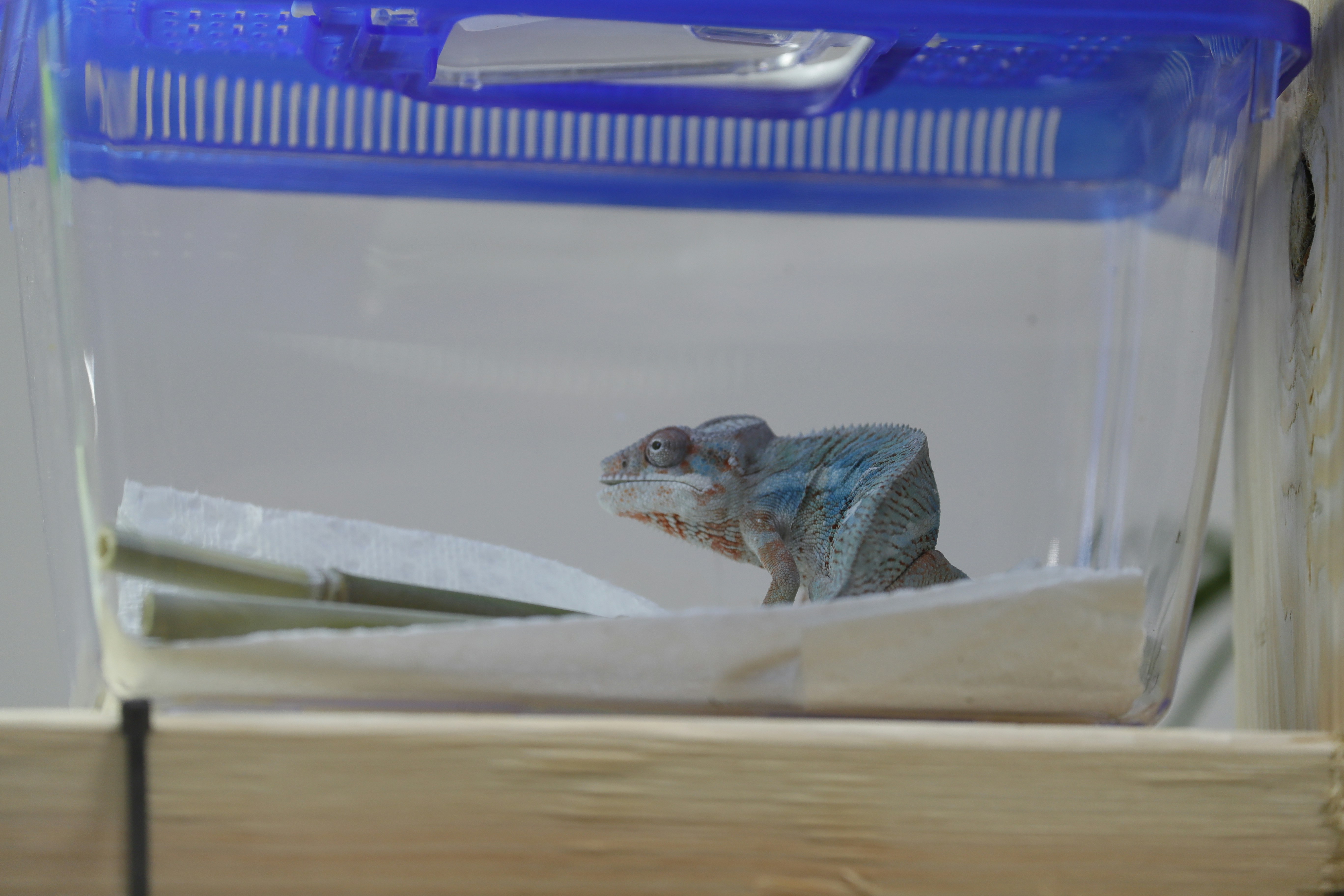 A close up of a lizard in a plastic container photo – Free Reptile ...