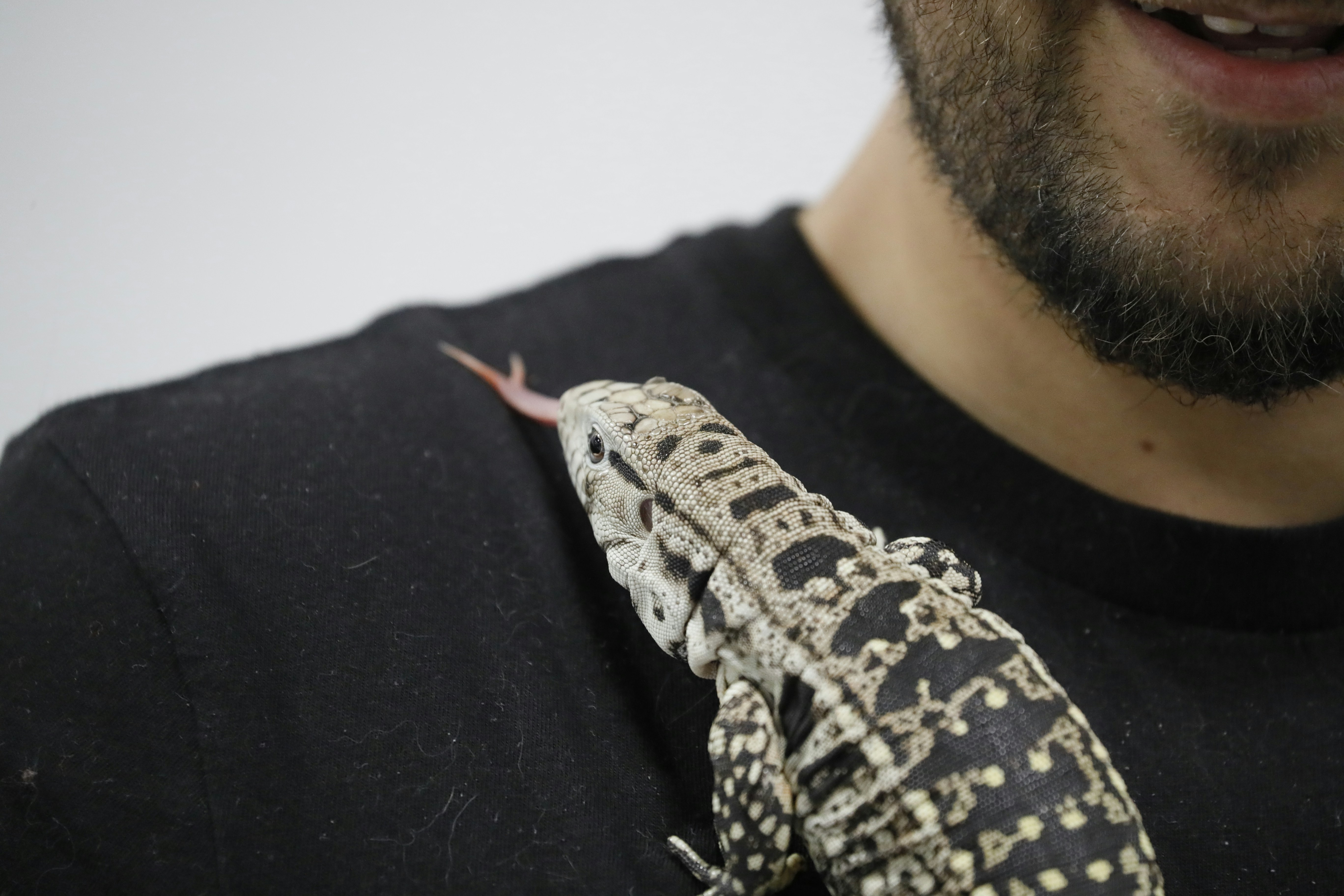 Gecko on the Shoulder: Texture and Trust in a Quiet Moment