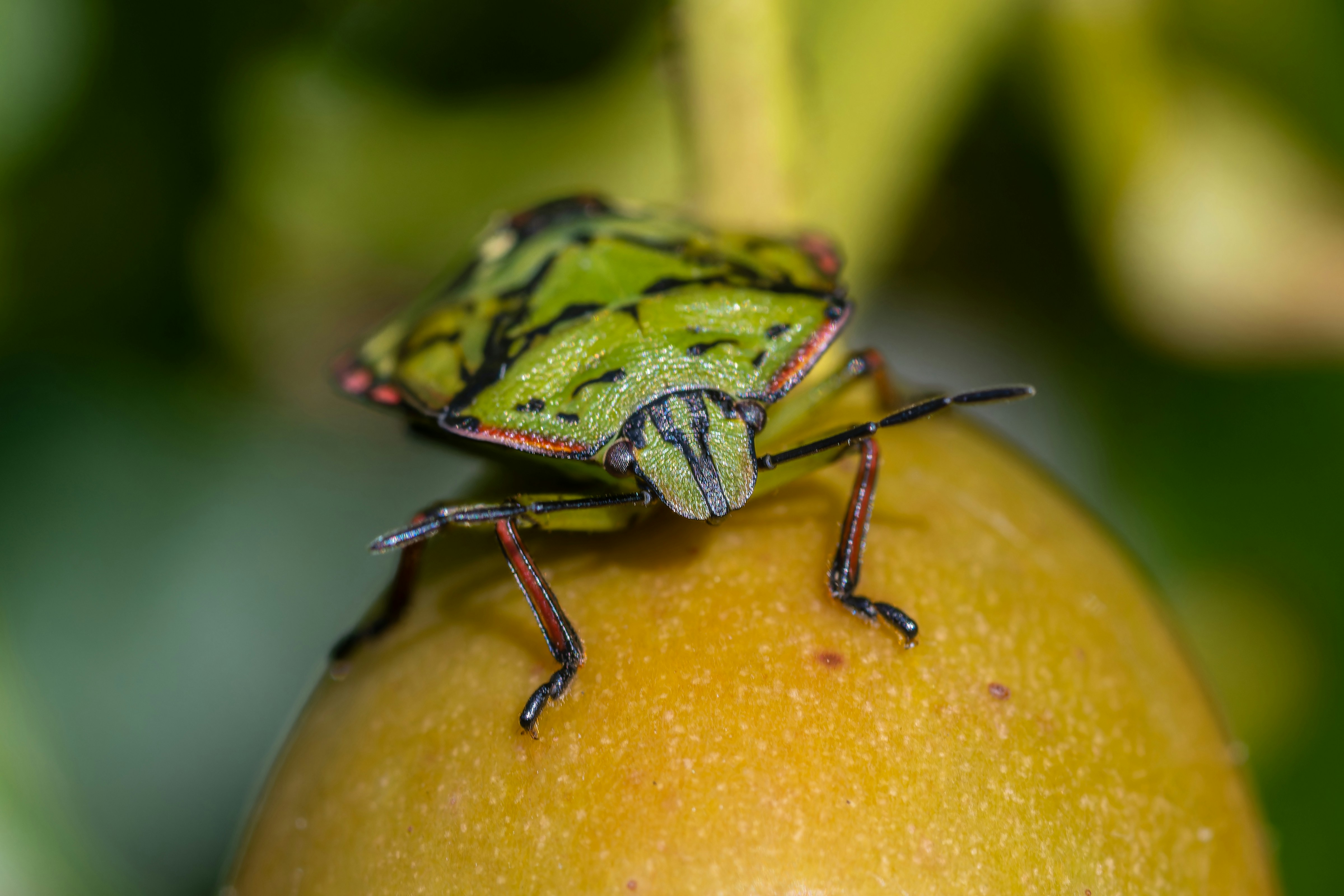 Emerald Shield on Citrus: A Close-Up Macro of a Green Stink Bug