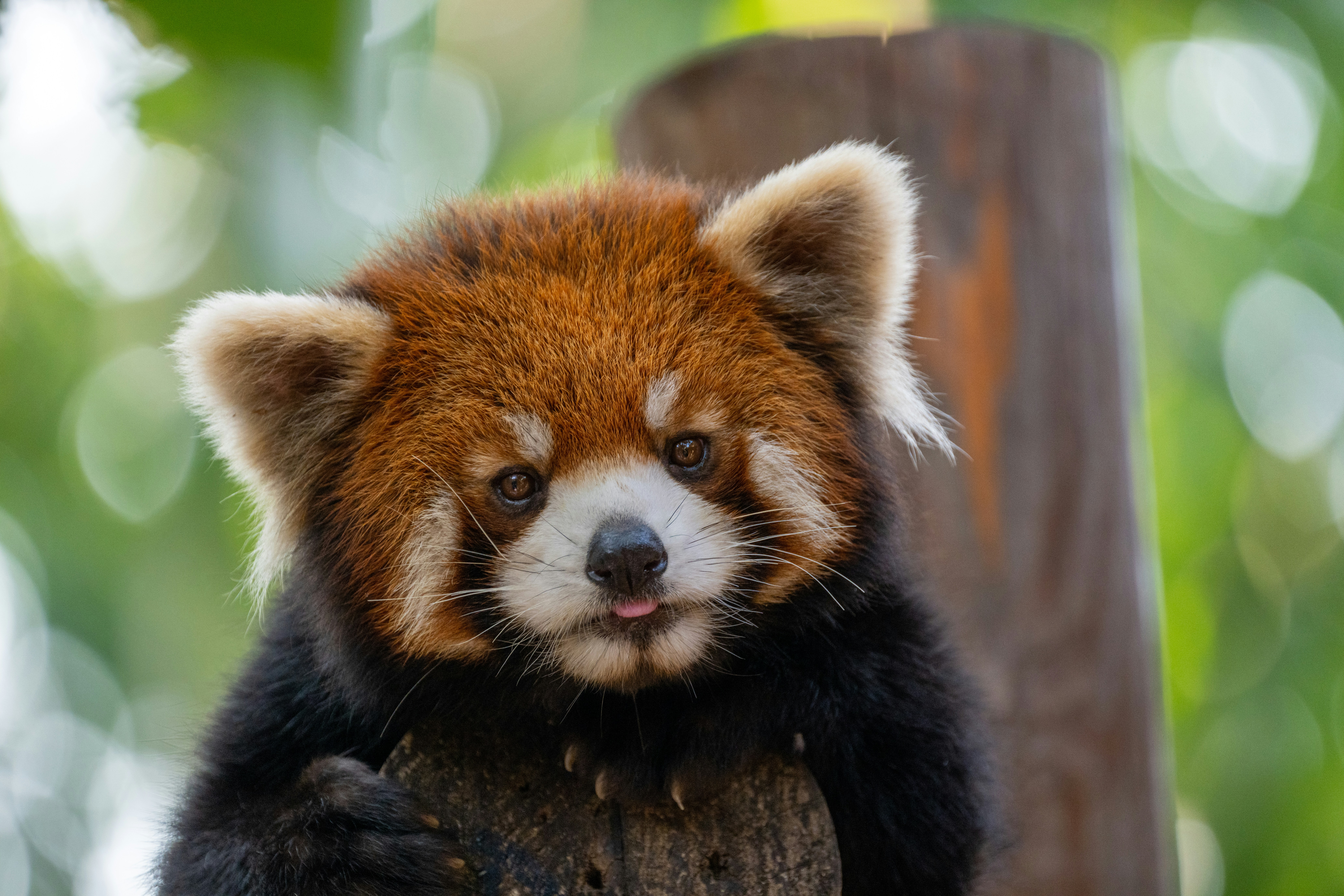 A red panda bear sitting on top of a tree stump photo – Free Lesser ...