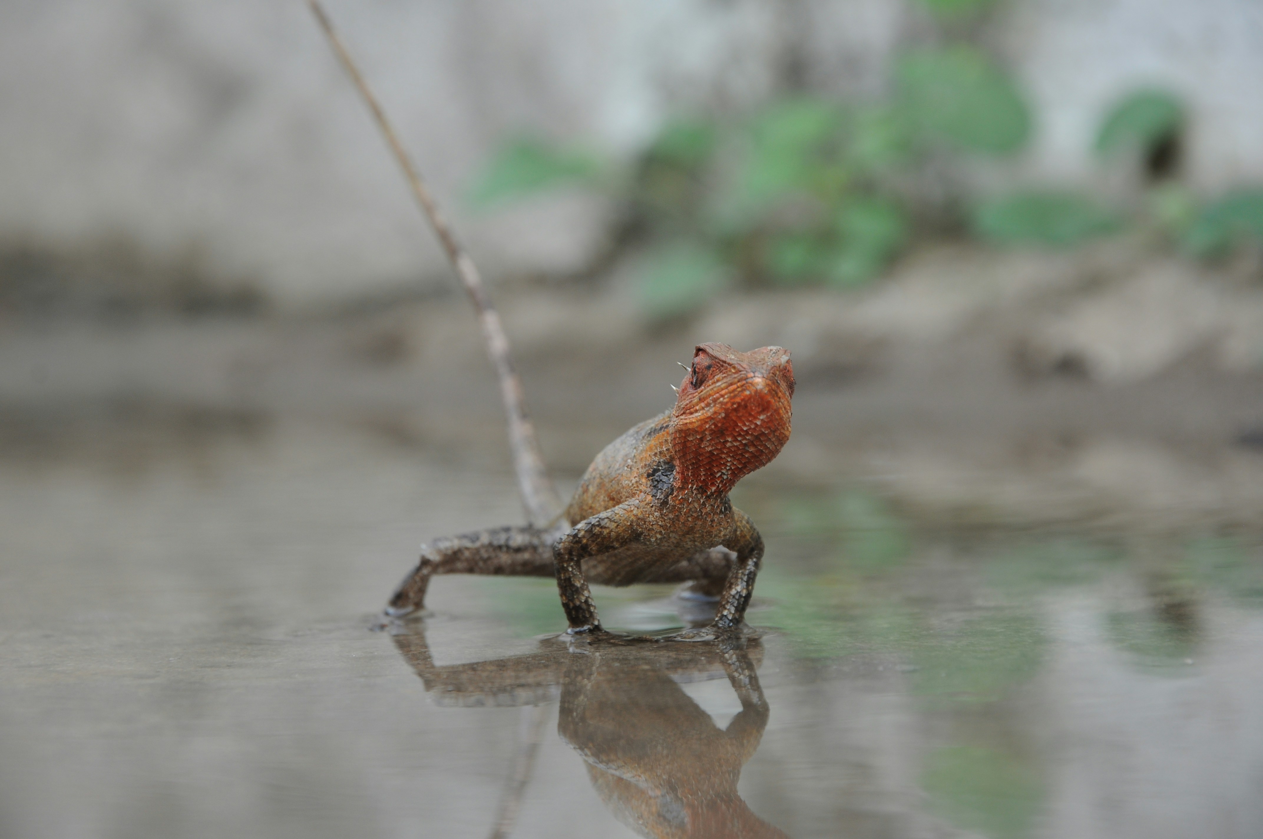 Perched on a Mirror Pond: a desert lizard surveys still water