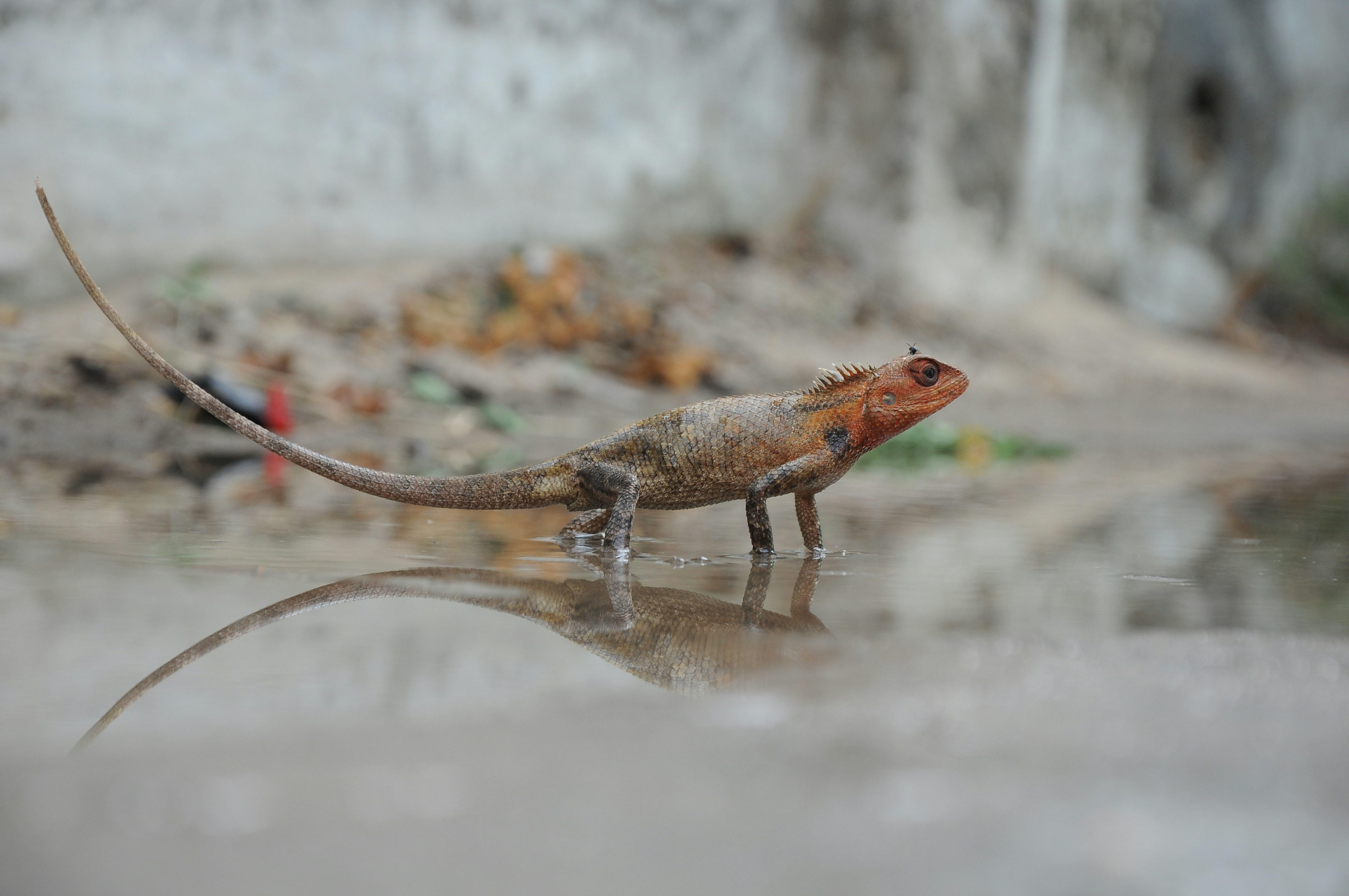 The Oriental garden lizard (Calotes versicolor) is a small, diurnal lizard native to South and Southeast Asia.