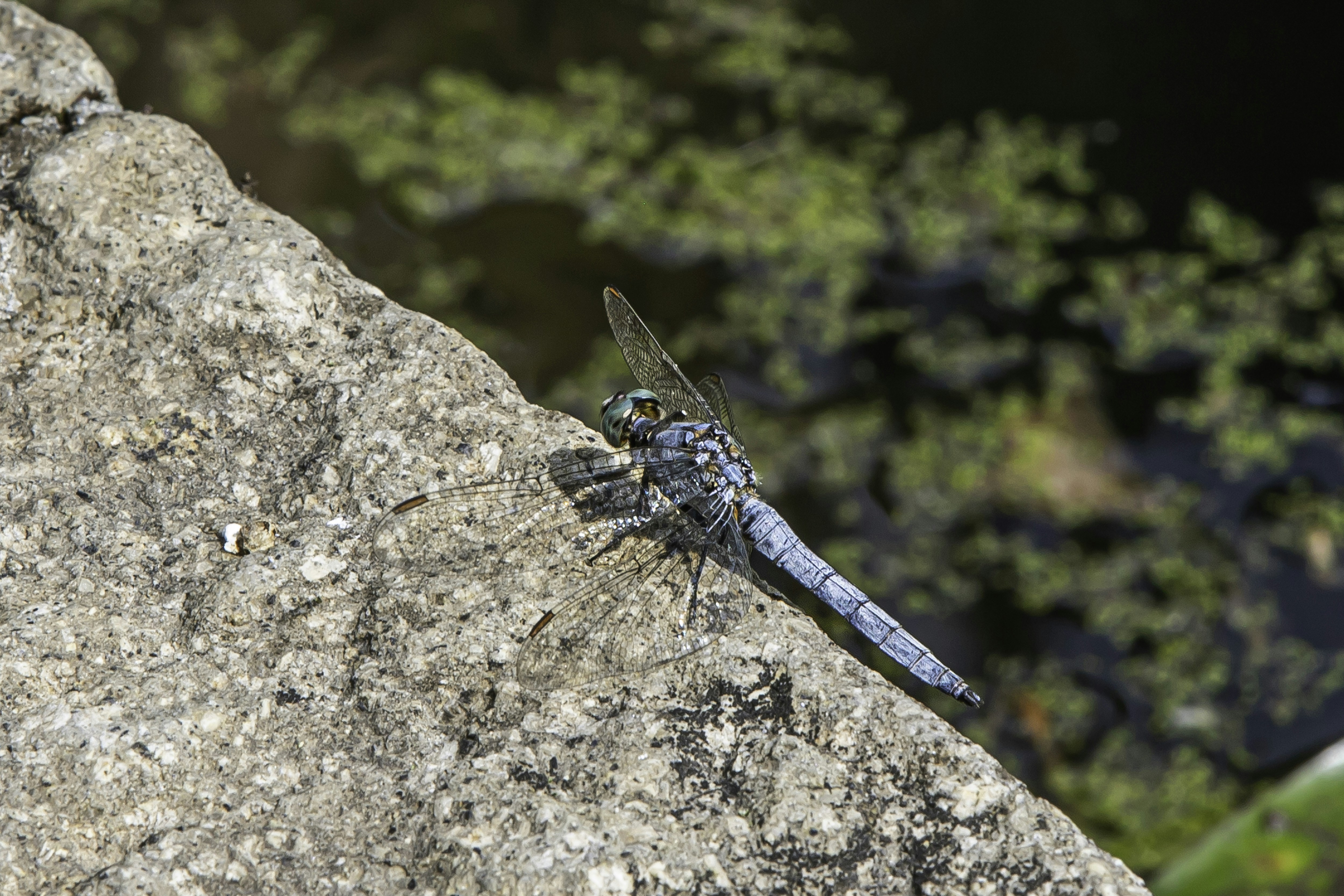 Azure Dragonfly on Sunlit Stone
