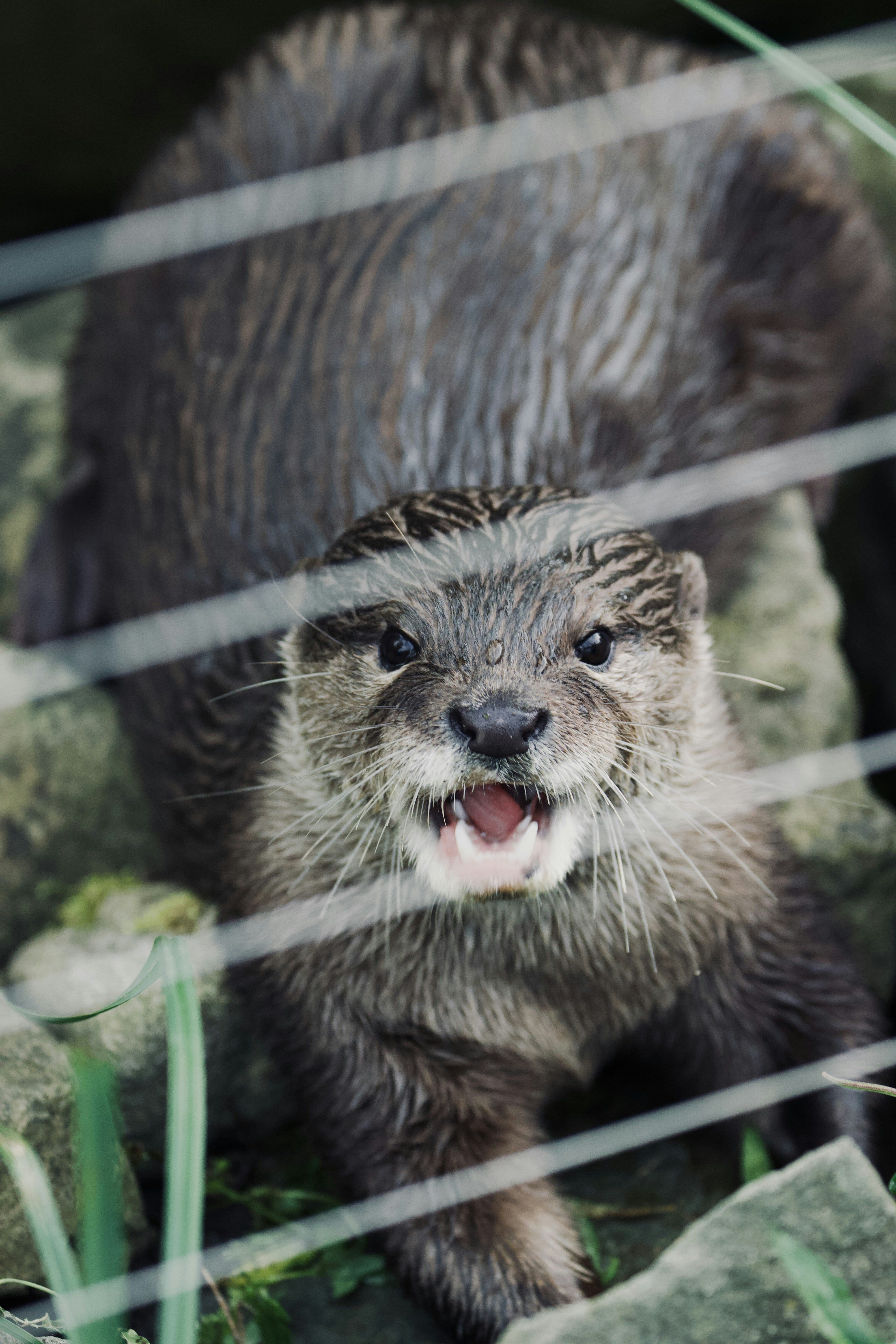 Foto Una nutria mojada parada en la hierba detrás de una cerca de ...