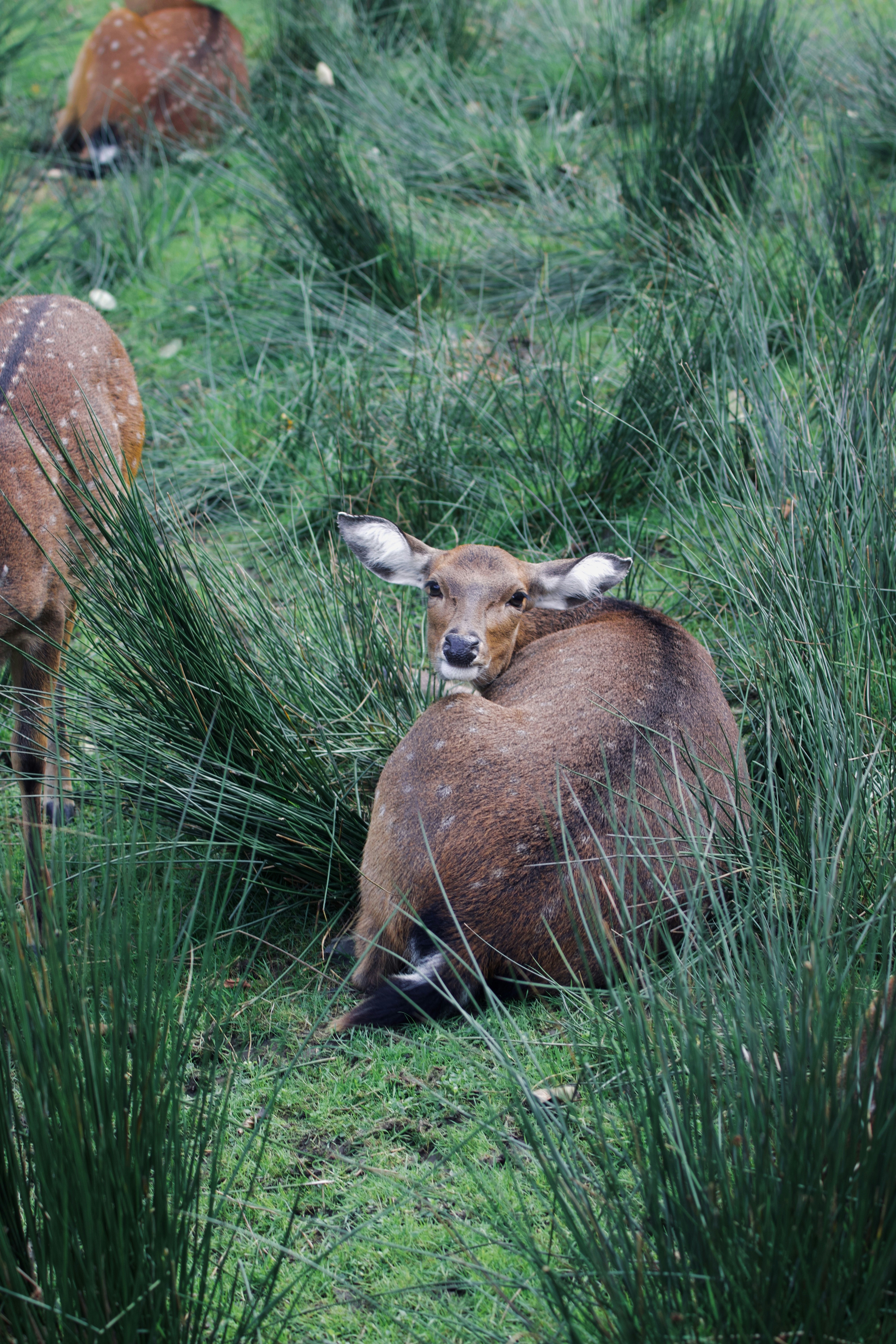 A couple of animals that are sitting in the grass photo – Free Mammal ...