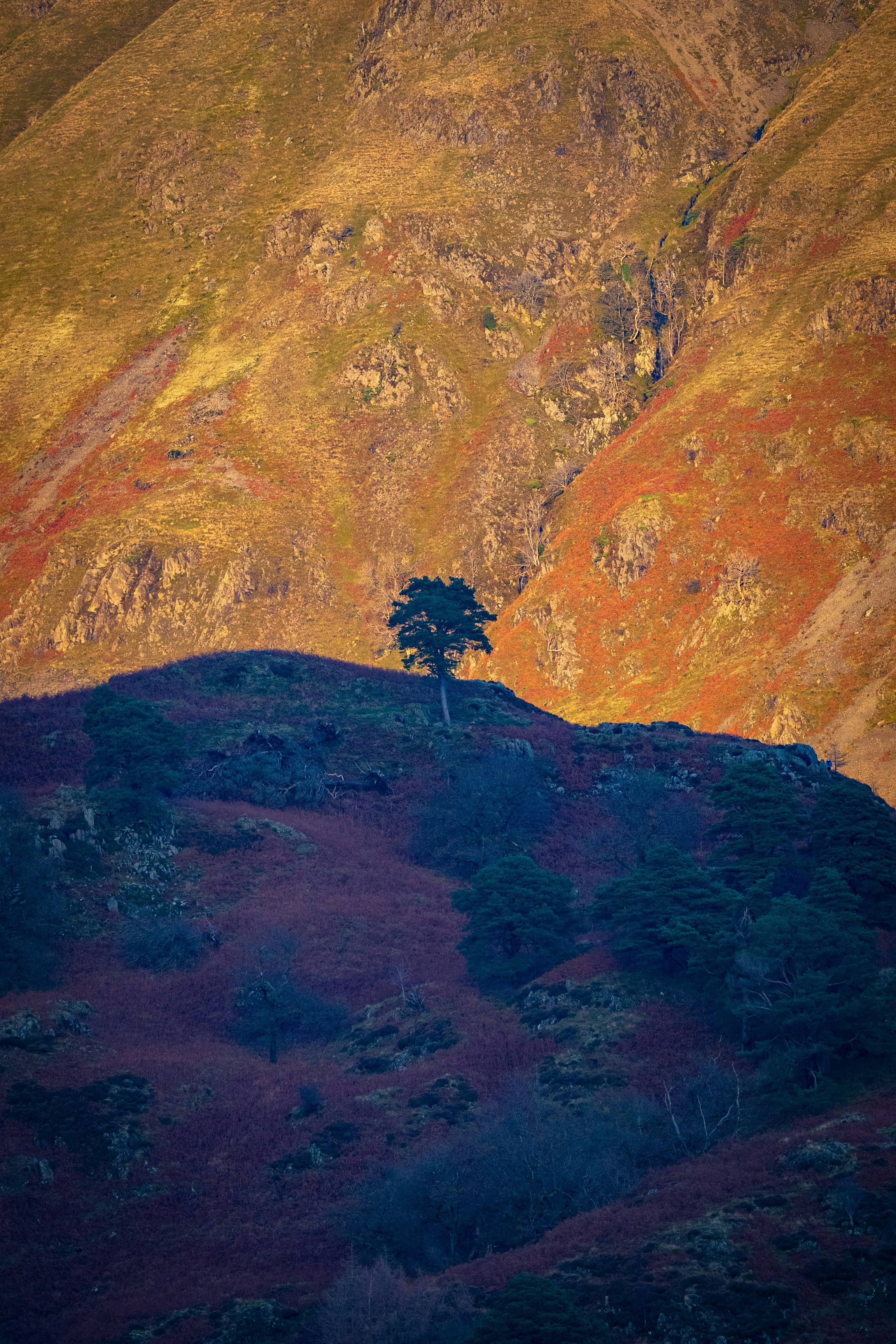 Lone Tree on a Ridge Beneath a Painted Cliff