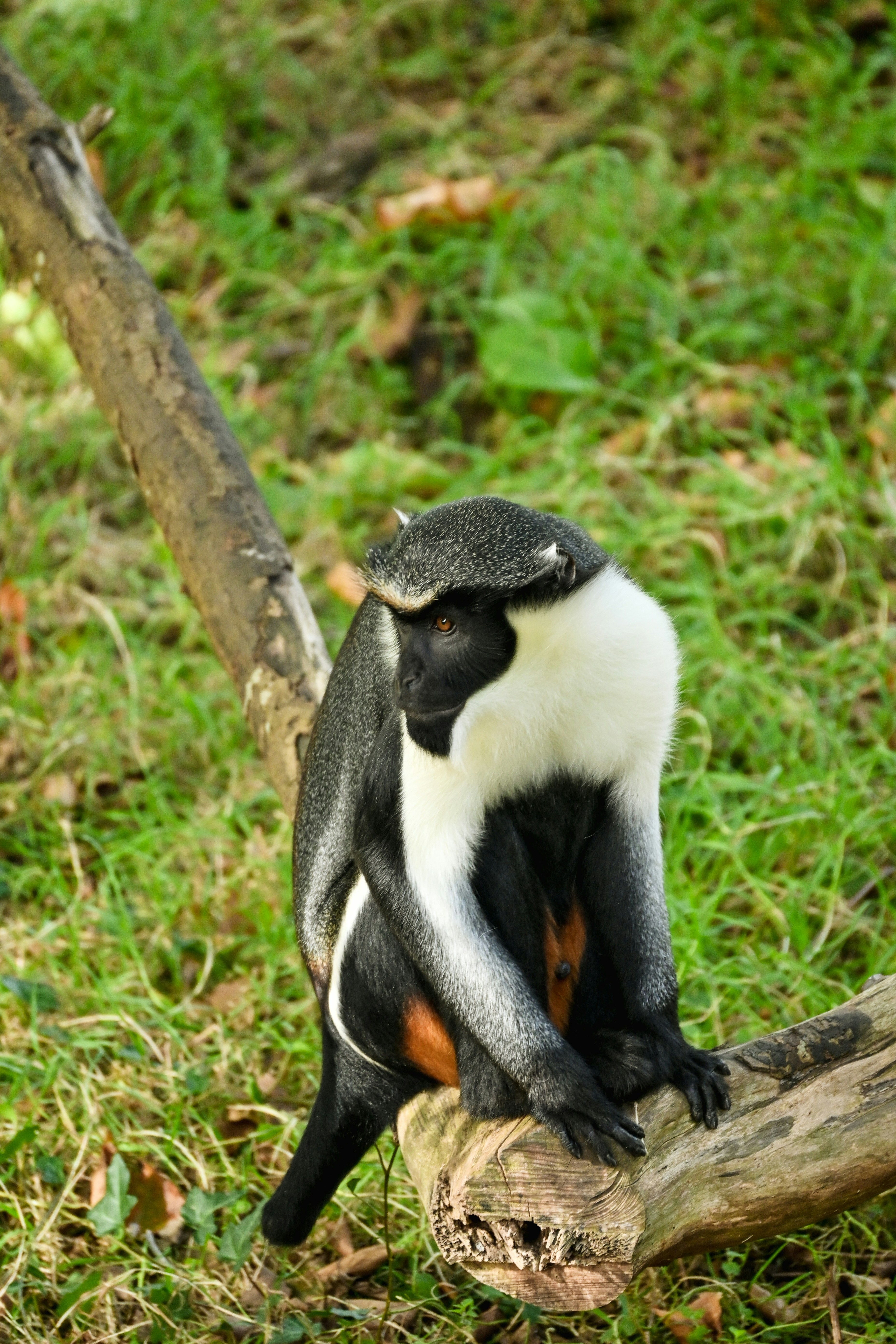Silk-Furred Colobus on a Weathered Log, Quiet Gaze in Green Light